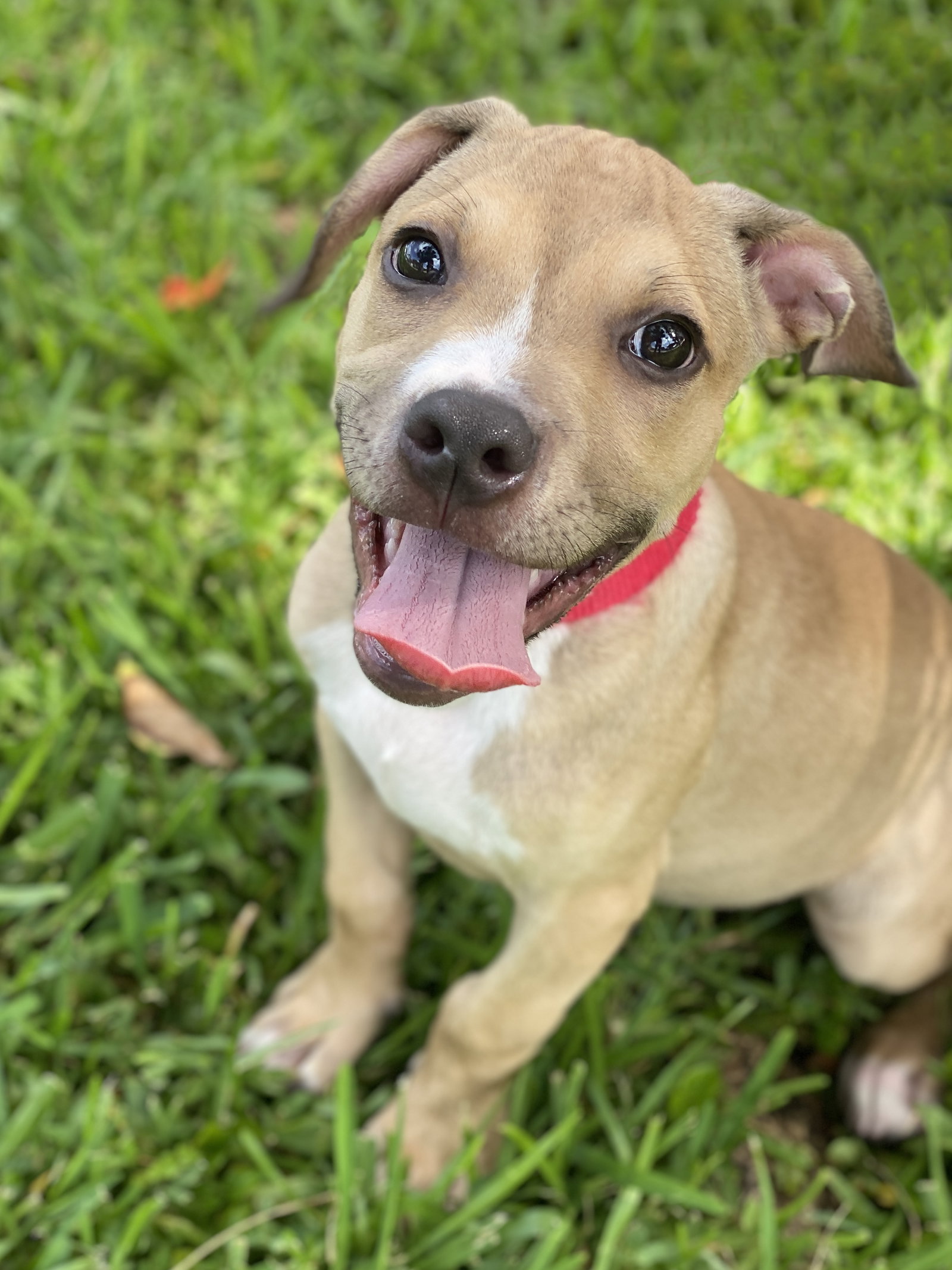 Dog for Adoption - Baby Stuart (girl), a Bulldog in Sweetwater, FL ...