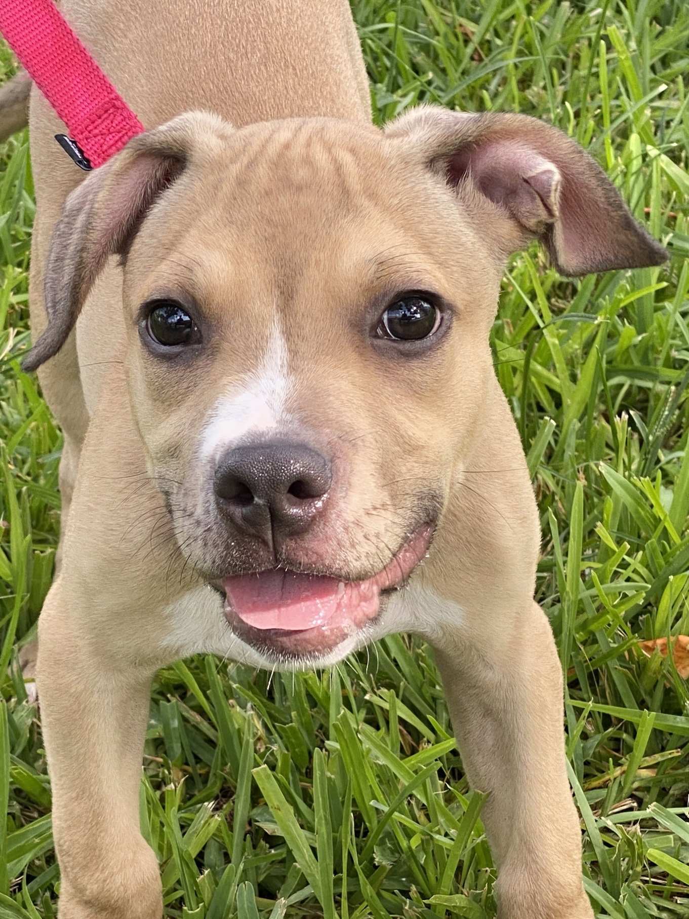 Dog for Adoption - Baby Stuart (girl), a Bulldog in Sweetwater, FL ...
