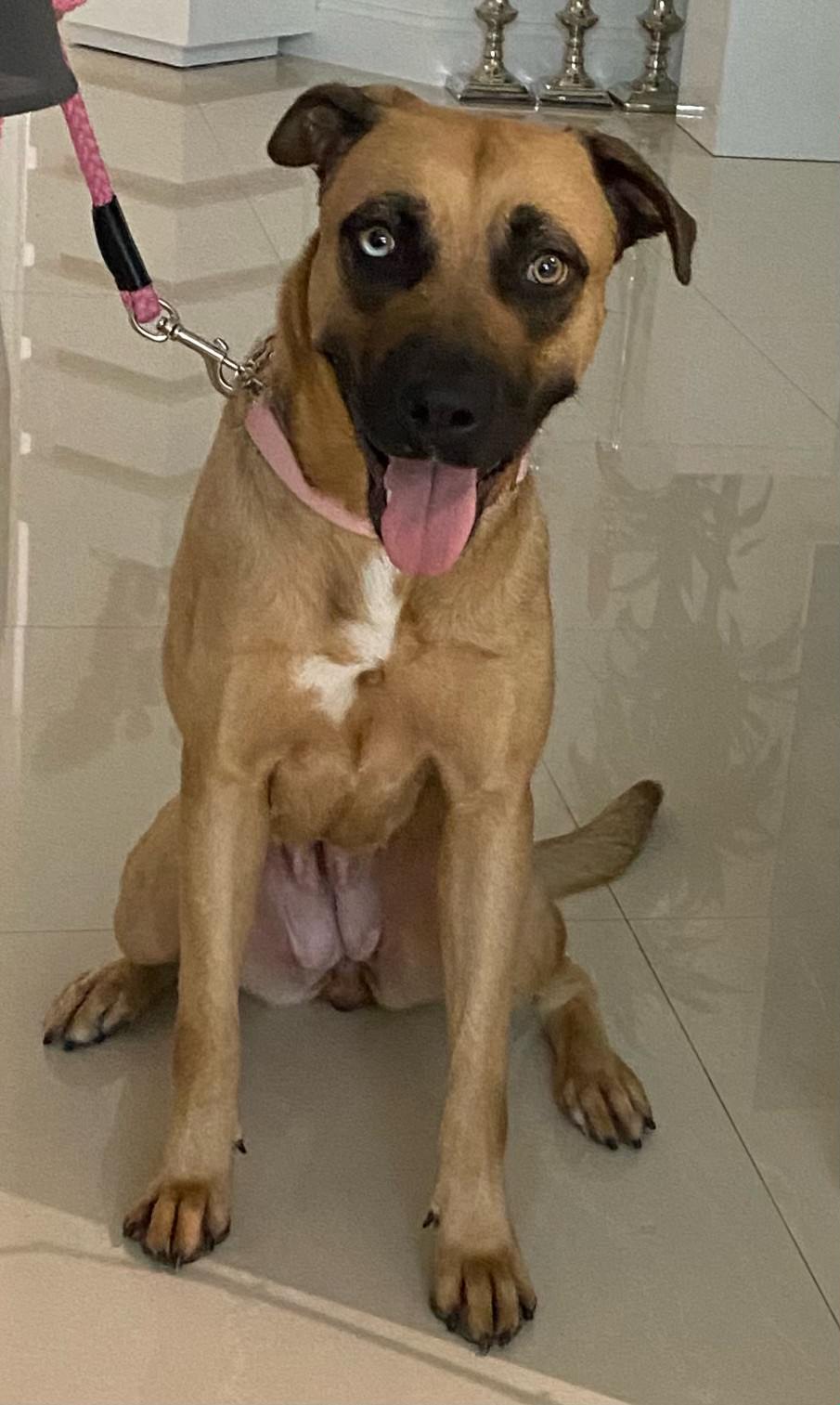 Dog for Adoption - Z COURTESY LISTING: Hazel, a German Shepherd Dog in ...