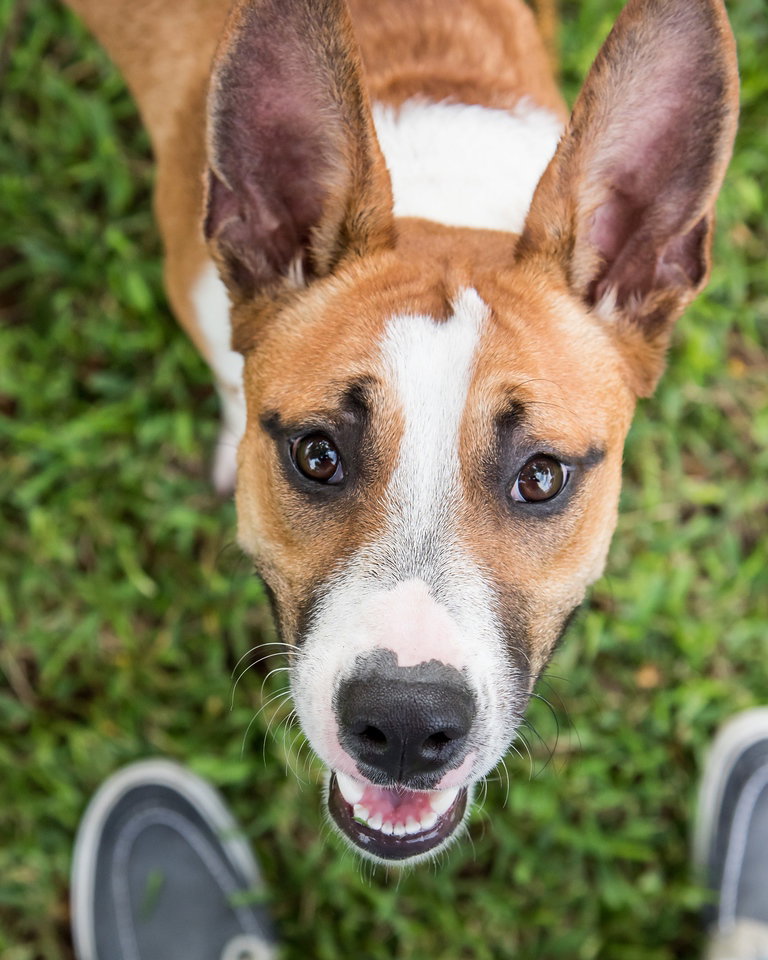 Dog for Adoption - Milla, a Basenji in Lake Forest, FL | Alpha Paw