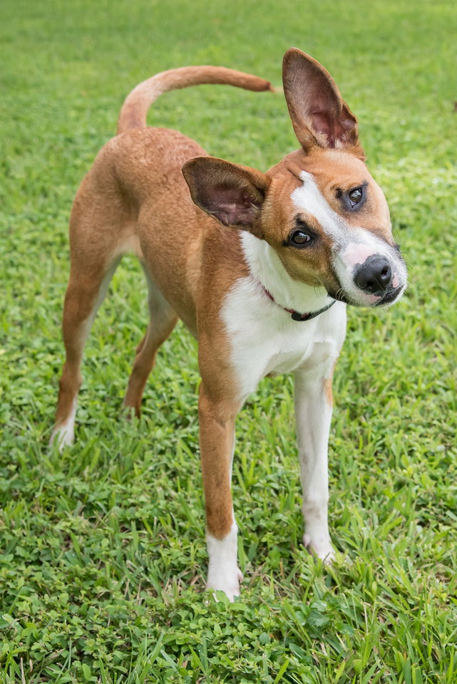 Dog for Adoption - Milla, a Basenji in Lake Forest, FL | Alpha Paw