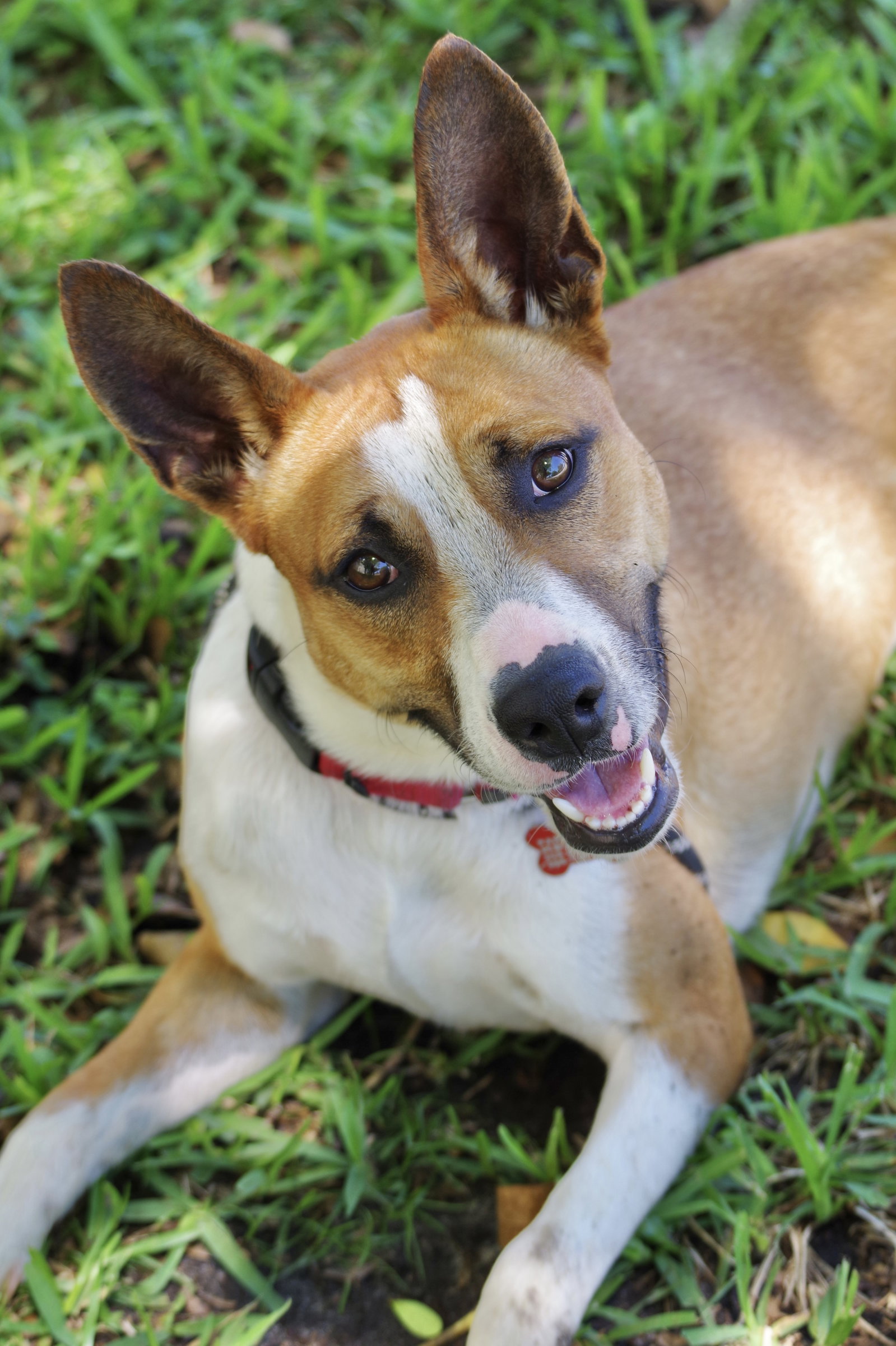 Dog for Adoption - Milla, a Basenji in Lake Forest, FL | Alpha Paw