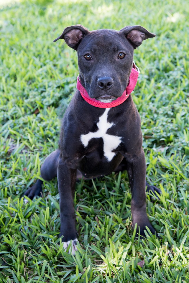 Dog for Adoption - Puppy Fudge, a Terrier in Miami, FL | Alpha Paw