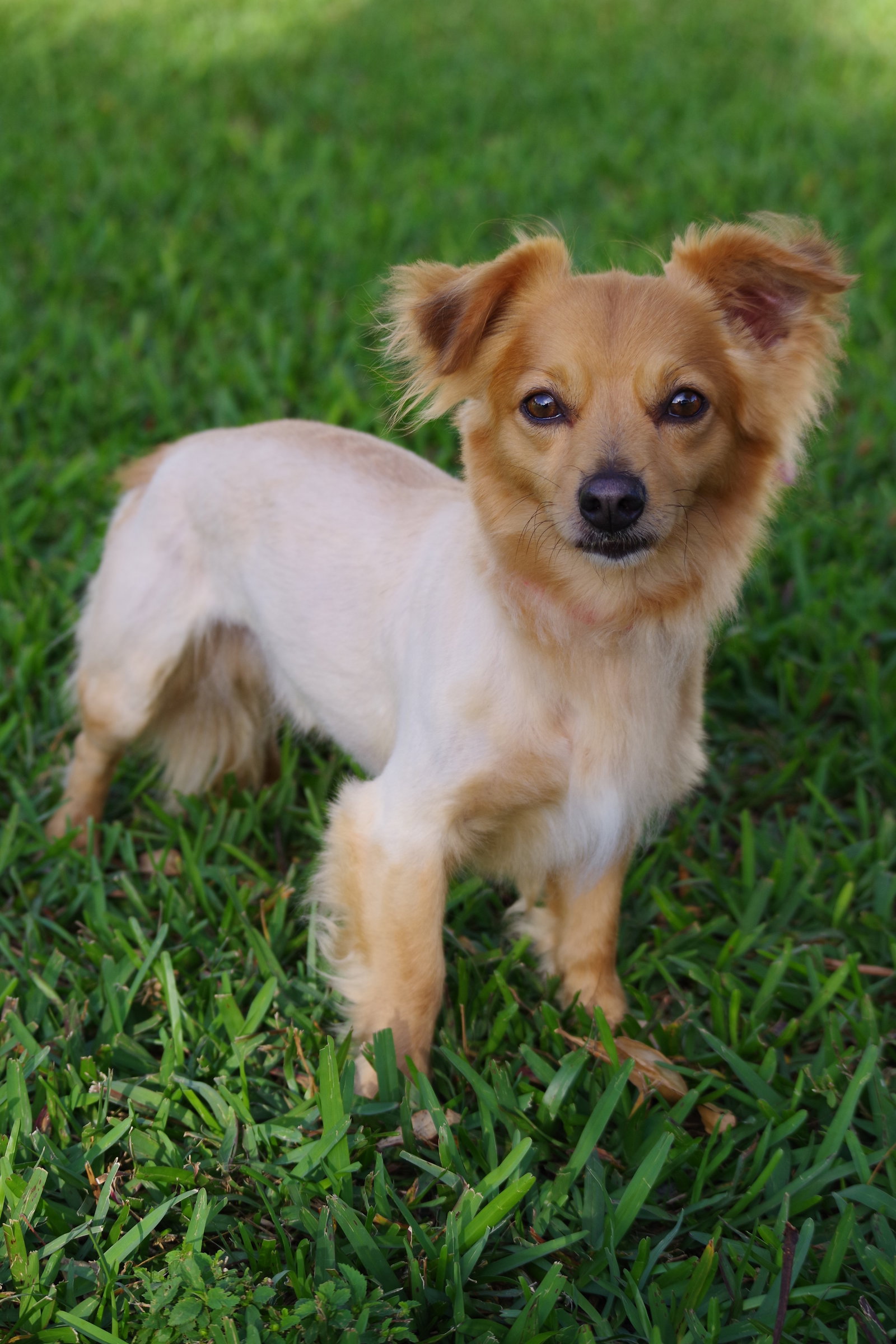 Dog for Adoption - Munchkin, a Chihuahua in Miami, FL | Alpha Paw