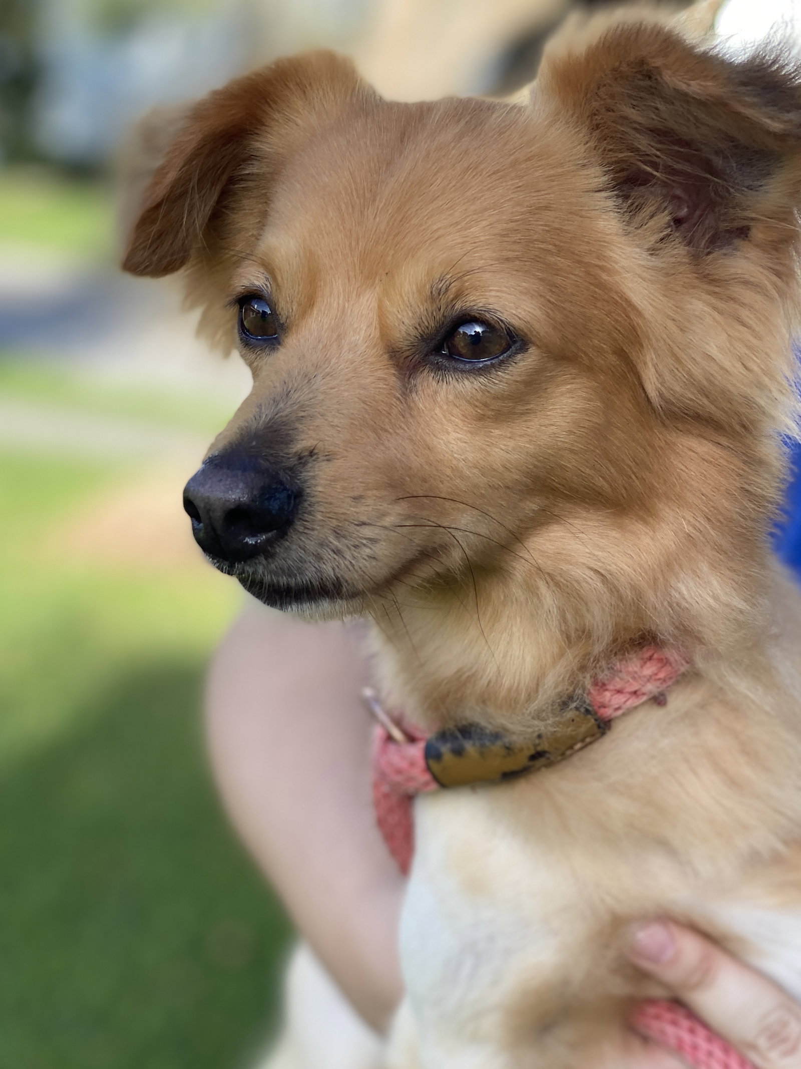 Dog for Adoption - Munchkin, a Chihuahua in Miami, FL | Alpha Paw