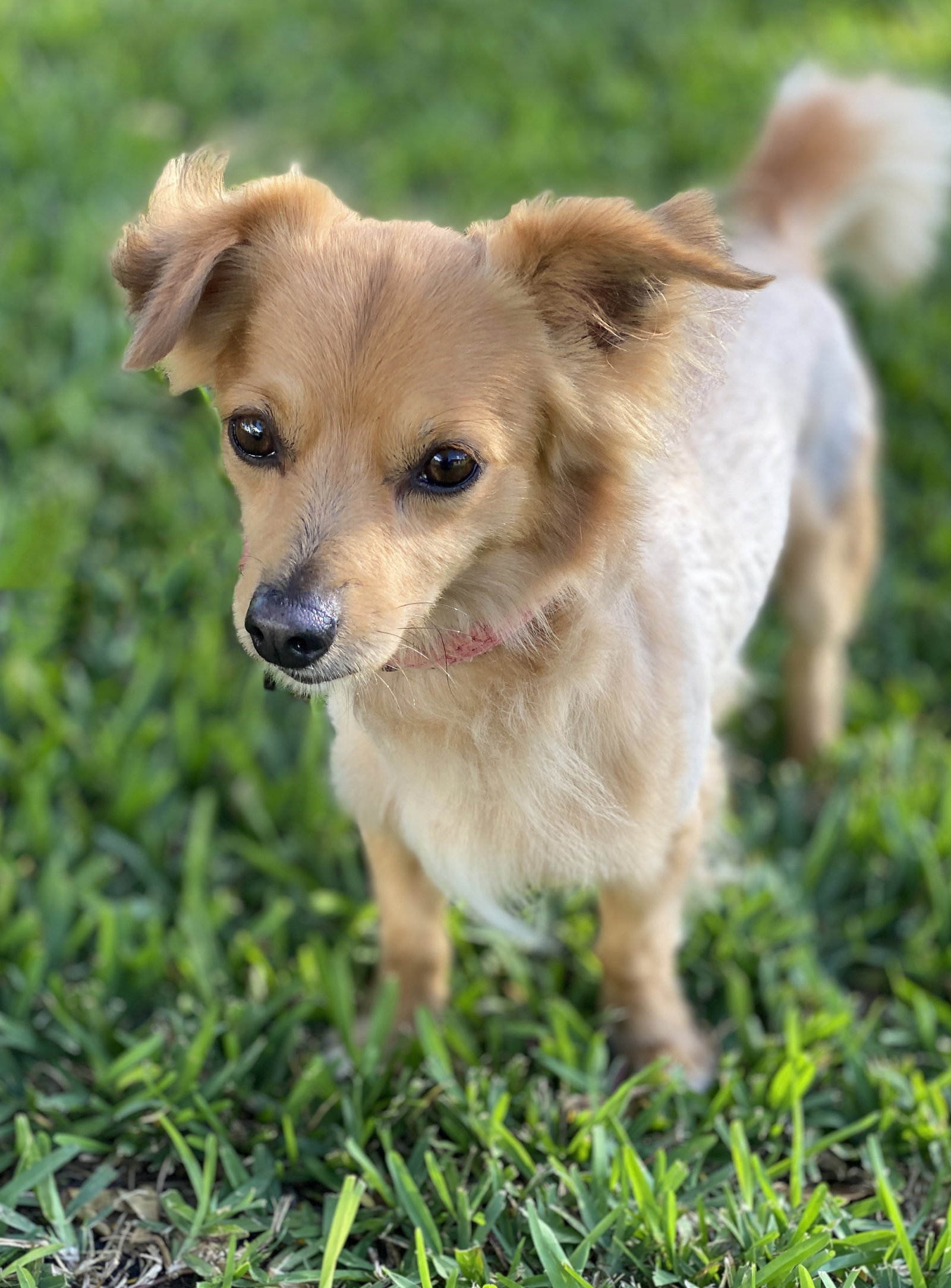 Dog for Adoption - Munchkin, a Chihuahua in Coral Springs, FL | Alpha Paw