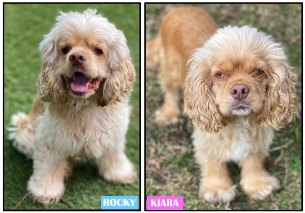 Dog for Adoption - Bonded Pair - Rocky and Kiara, a Cocker Spaniel in ...