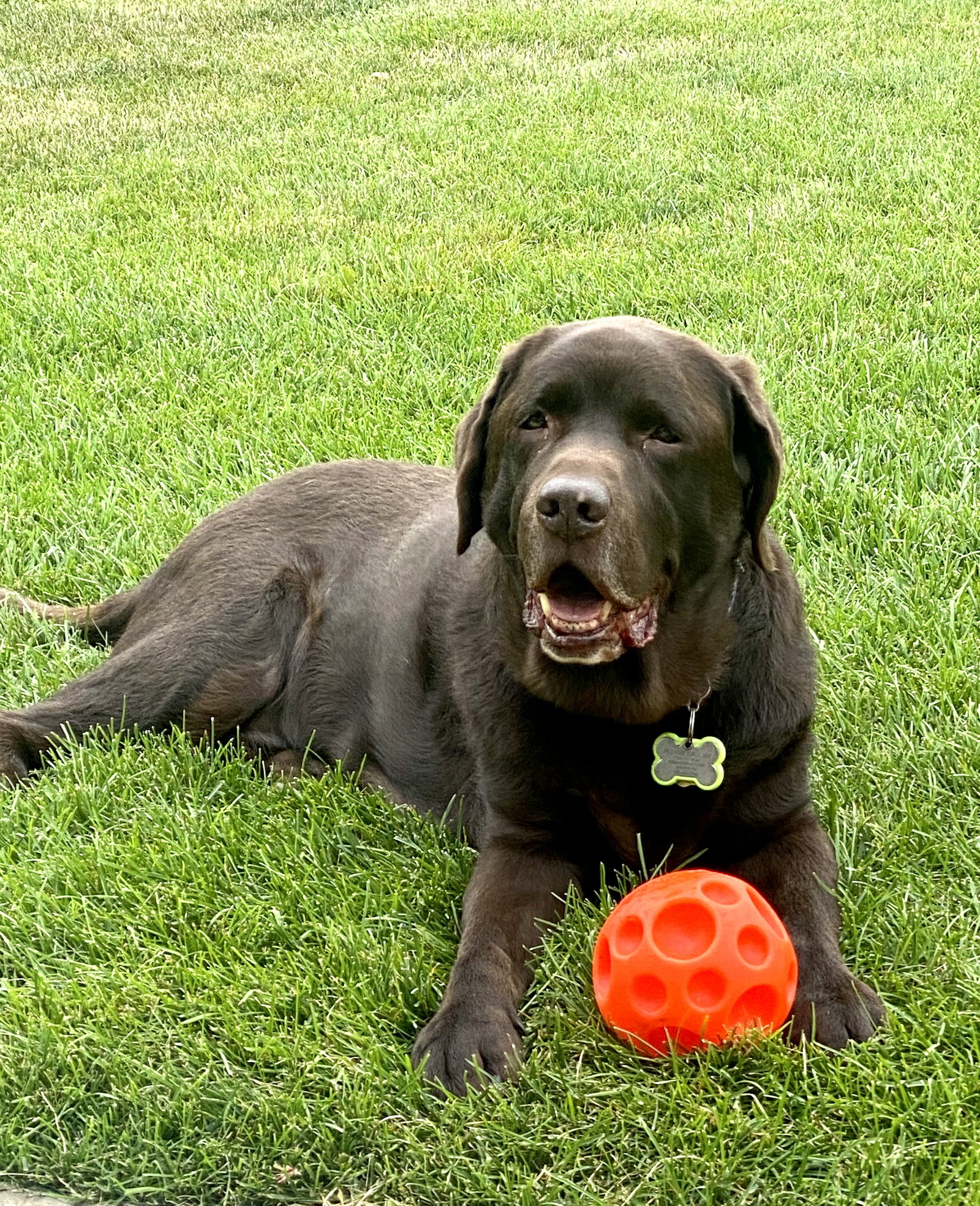 Brutis' Web Page