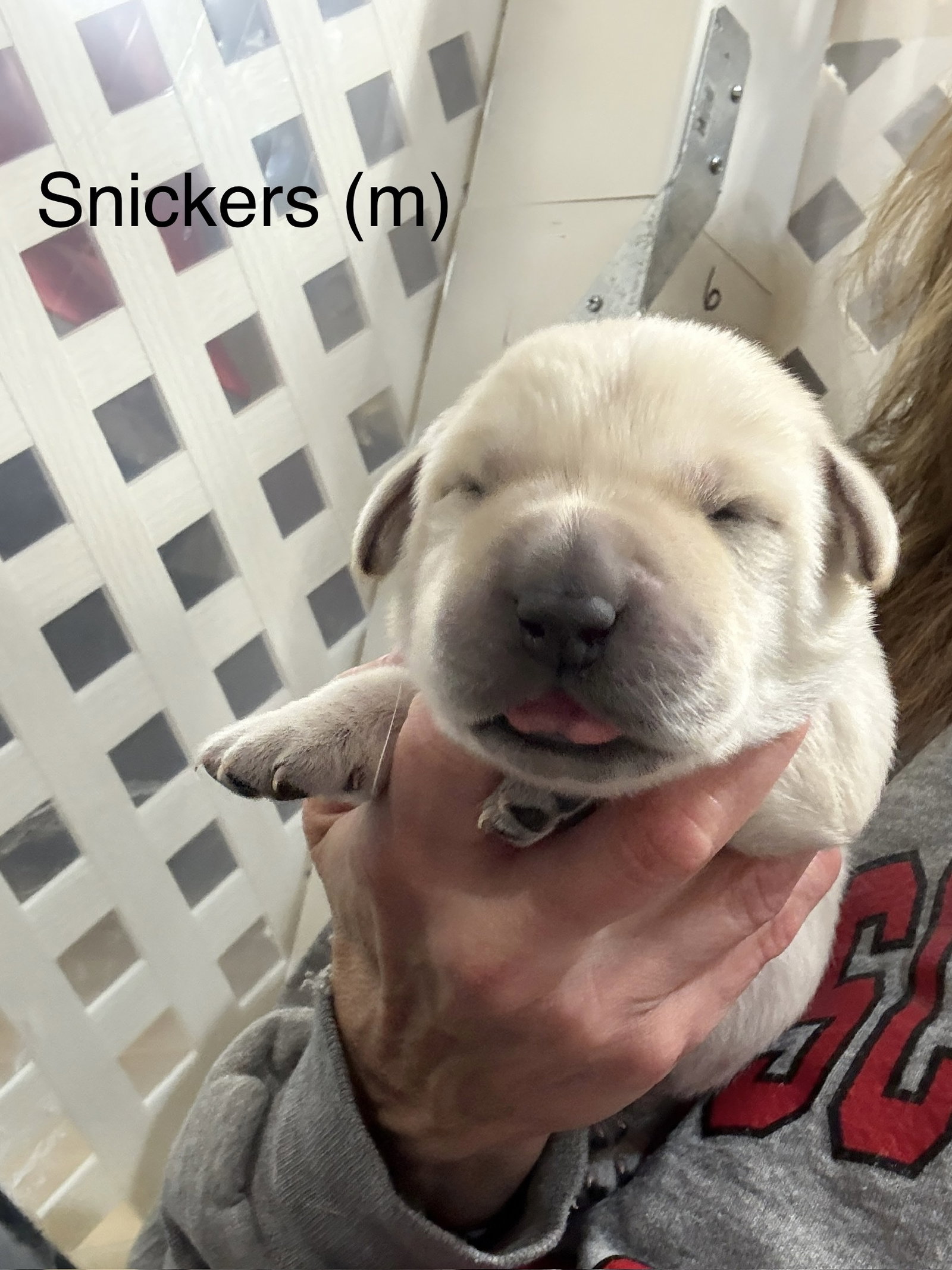 Snickers' Web Page
