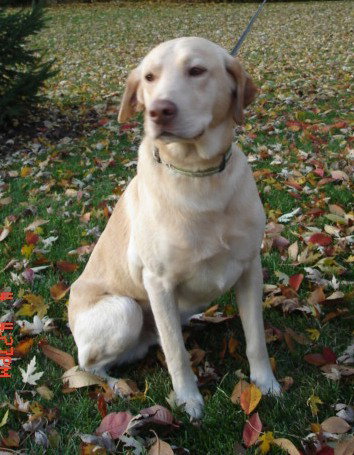 Jake - yellow's Web Page