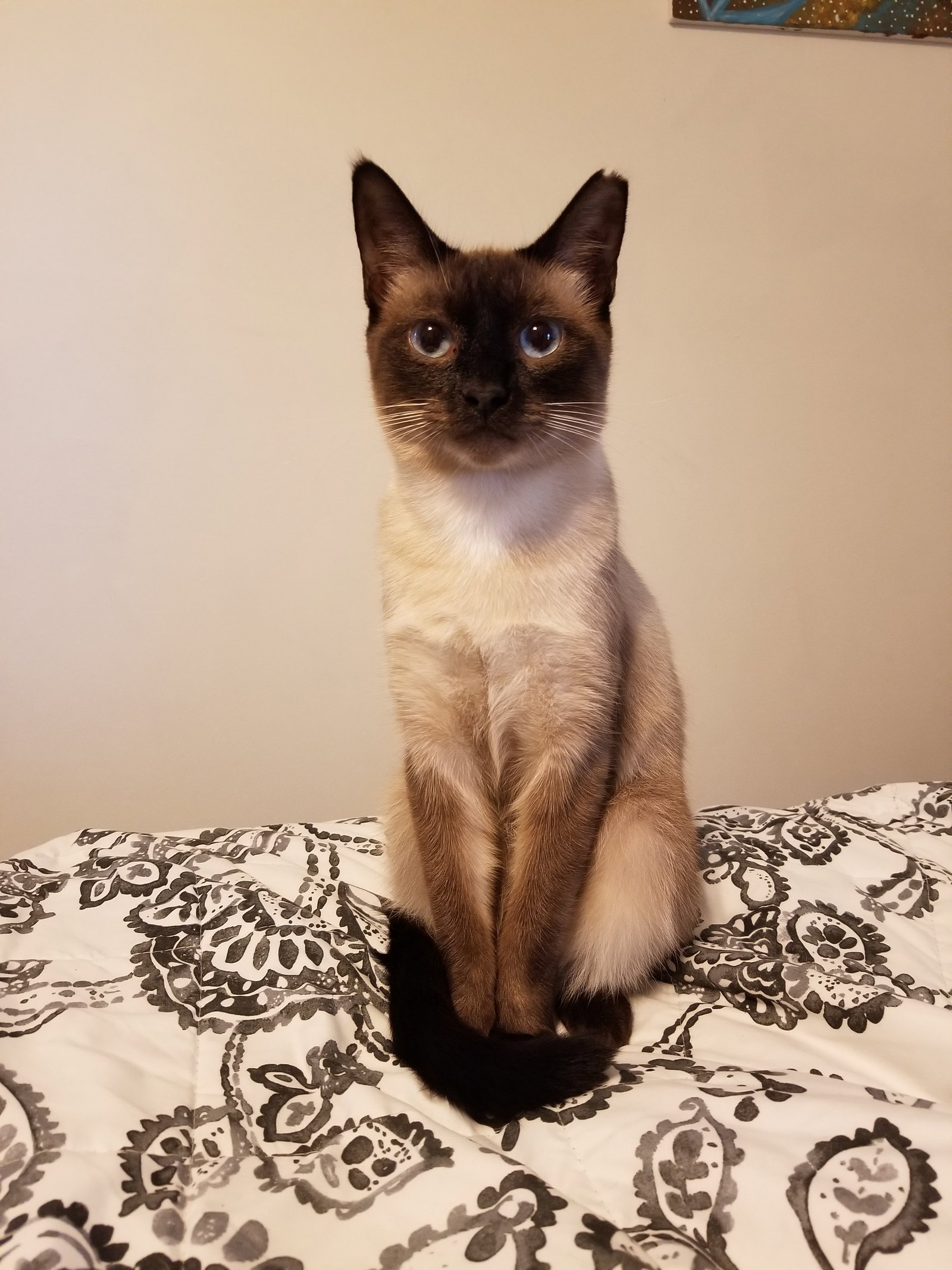 Cats for Adoption in Prosperity, South Carolina | Alpha Paw