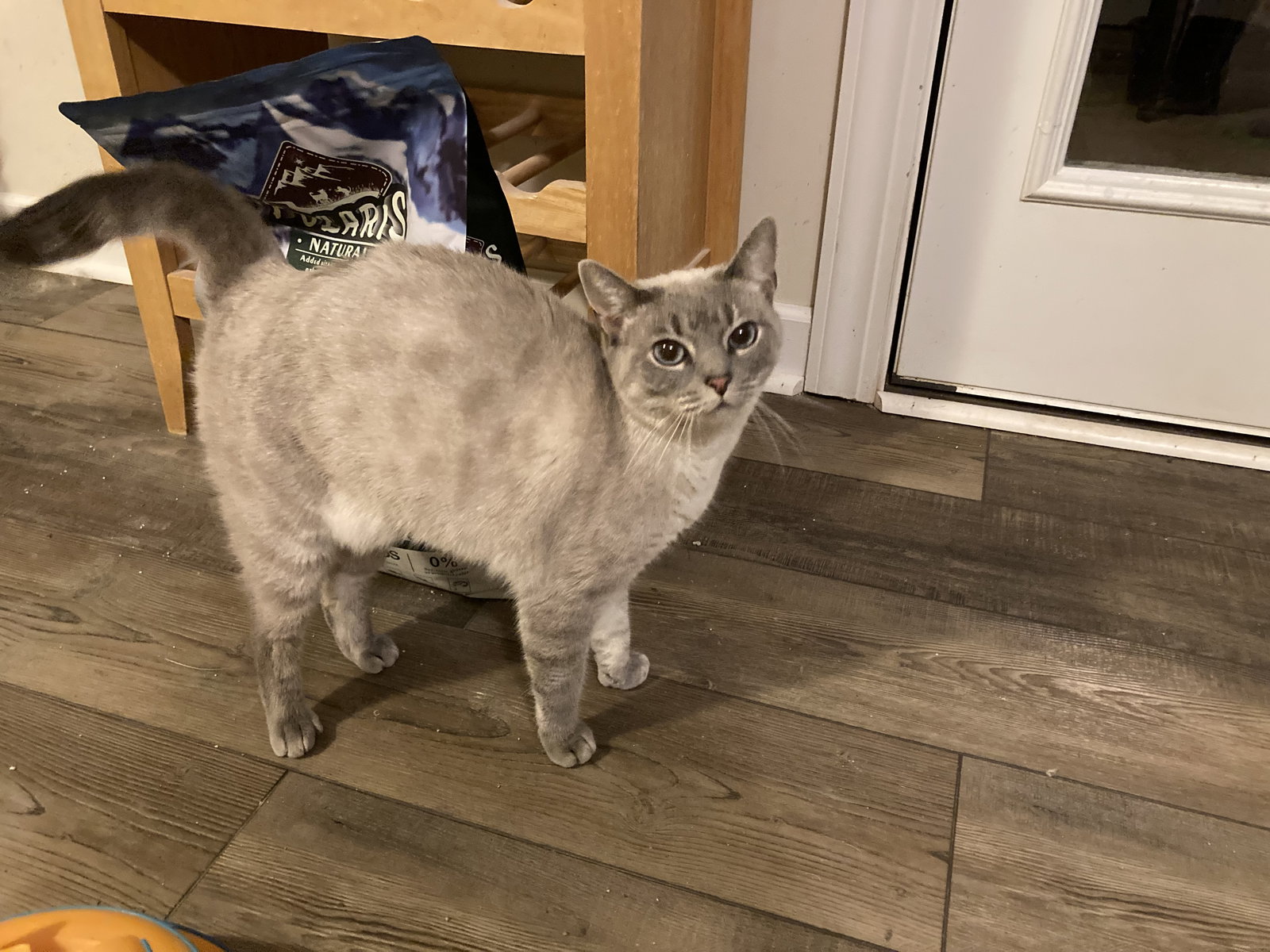 Cats for Adoption in Bamberg, South Carolina | Alpha Paw