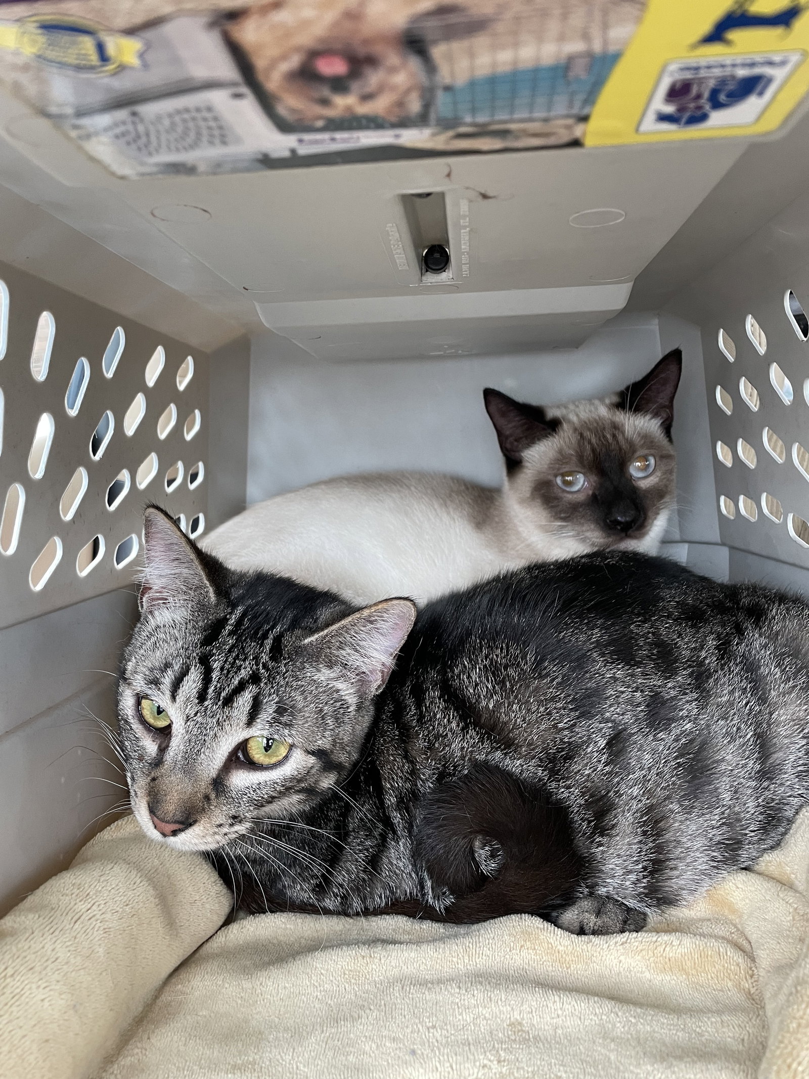 Cats for Adoption in Lexington, South Carolina | Alpha Paw