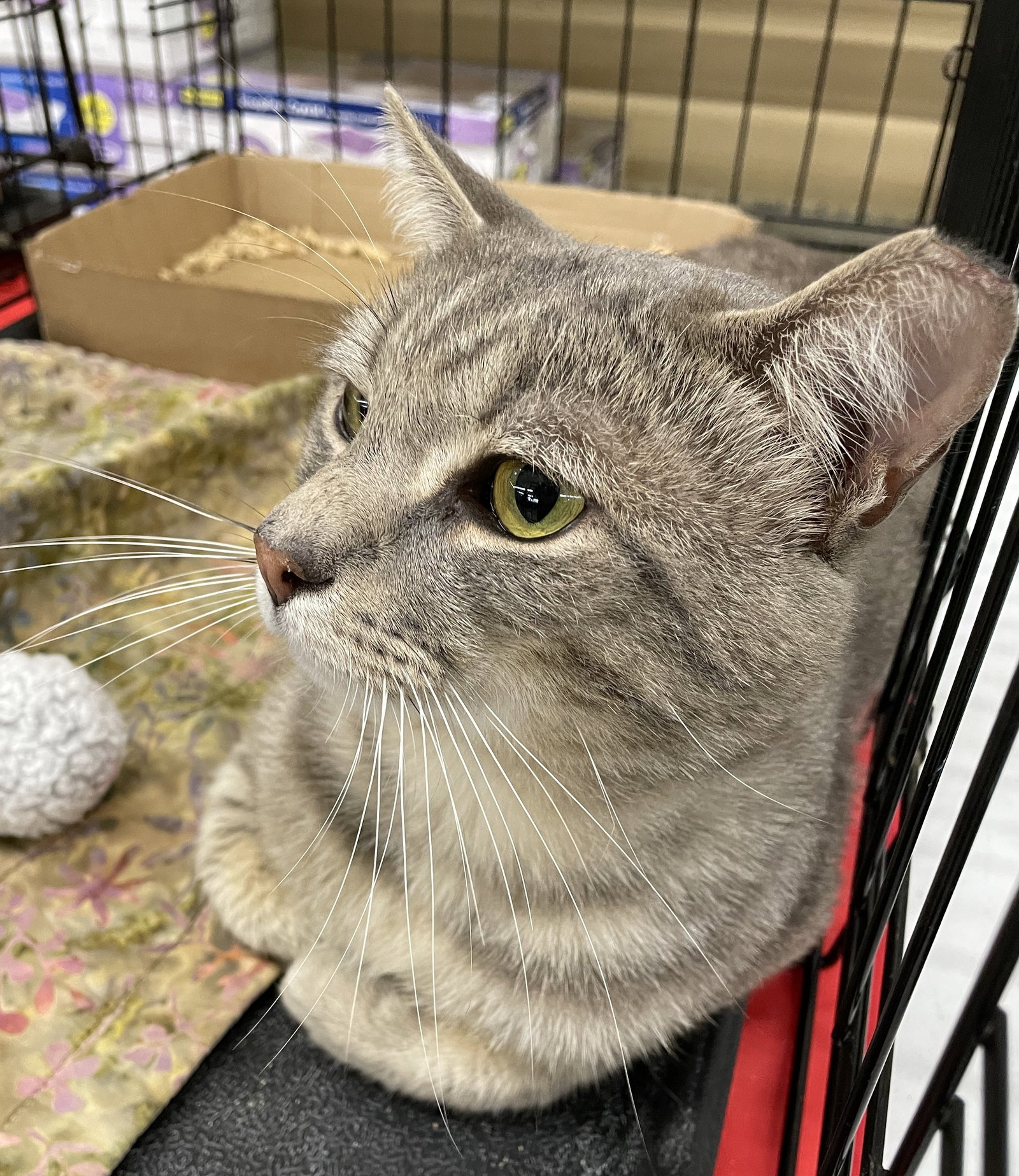 Cats for Adoption in Columbia, South Carolina | Alpha Paw