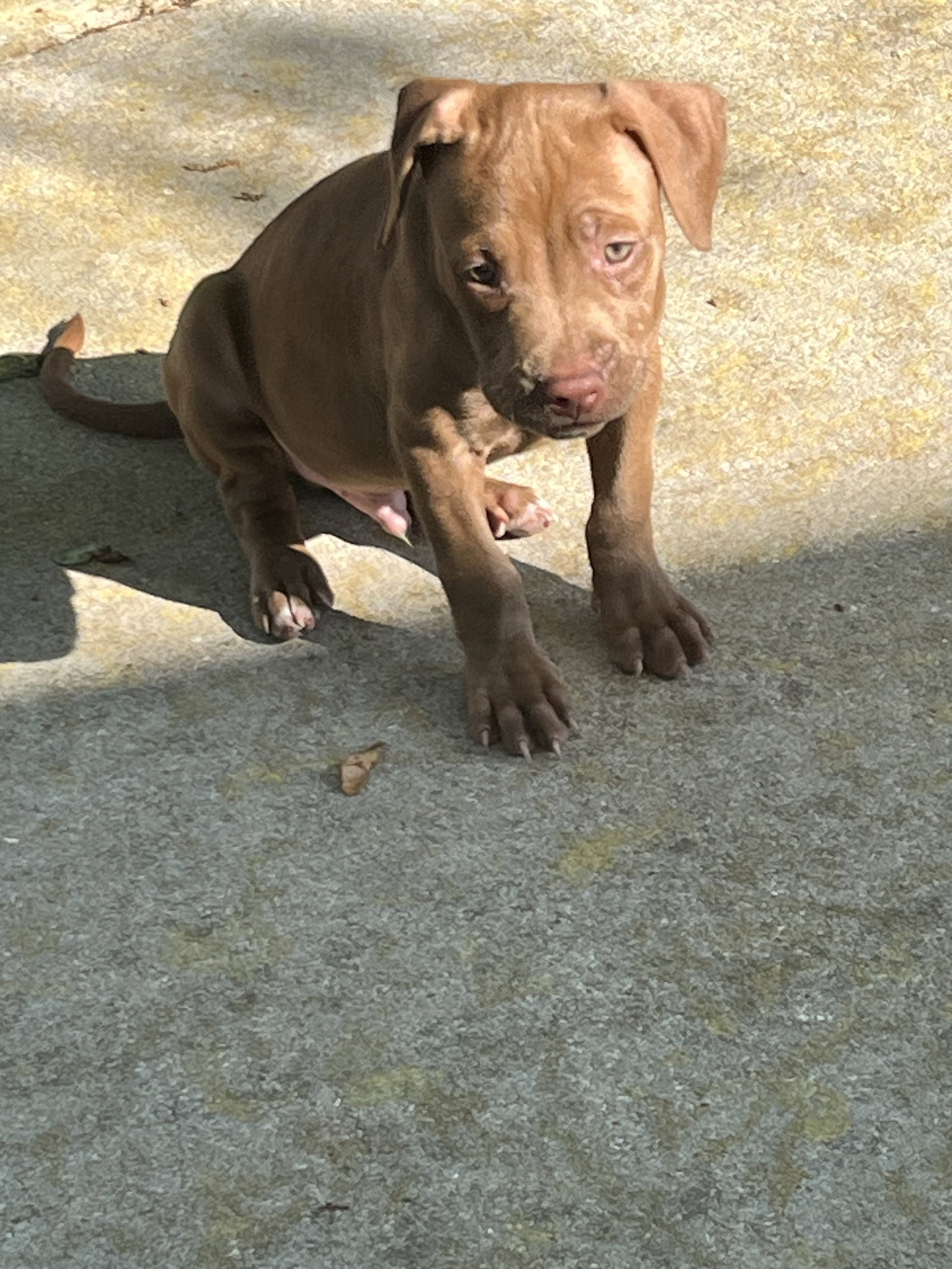 Dog for Adoption - Male chocolate puppies, a Labrador Retriever in ...