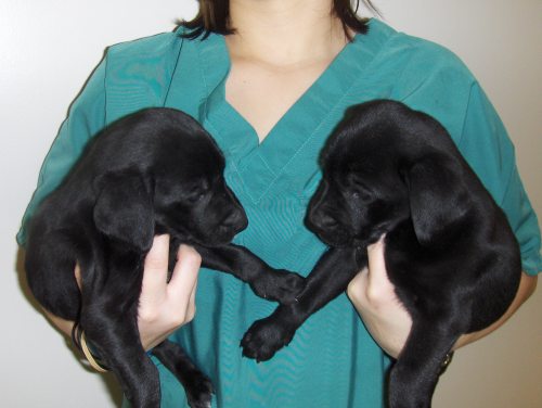 lab cur puppies' Web Page
