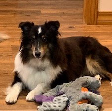 BONNIE - ADOPTION PENDING's Web Page | Sheltie Shack Rescue | Missouri
