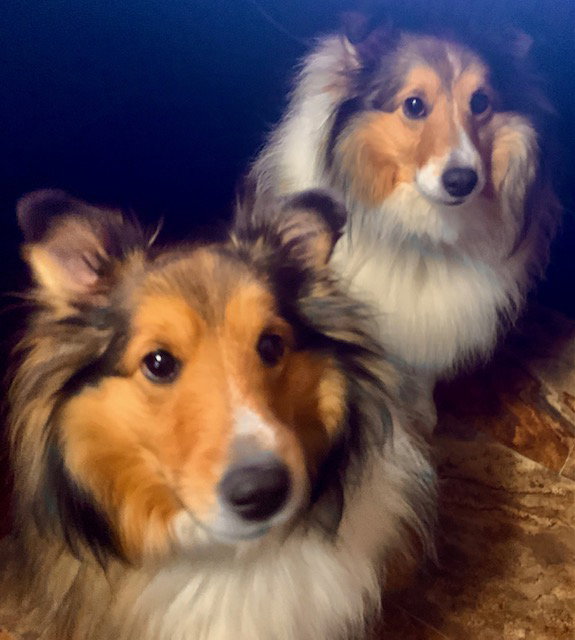 Dog for Adoption - SADY & SOPHIE, a Shetland Sheepdog Sheltie in Elkins ...