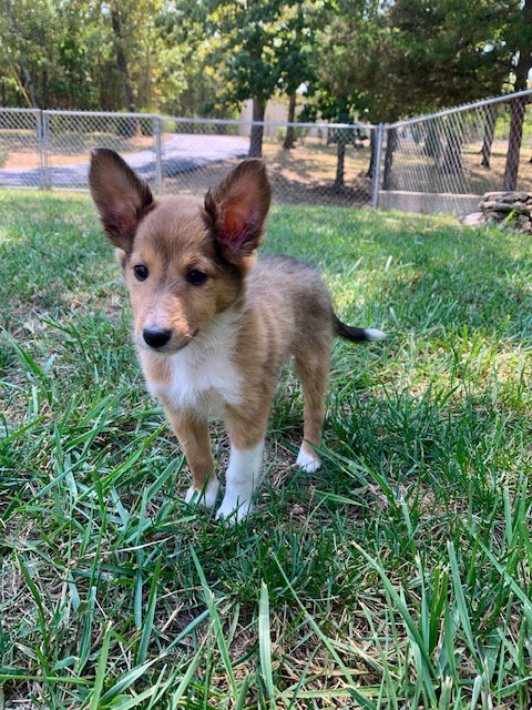 DANICA "DANI" (ADOPTION PENDING)'s Web Page | Sheltie Shack Rescue ...
