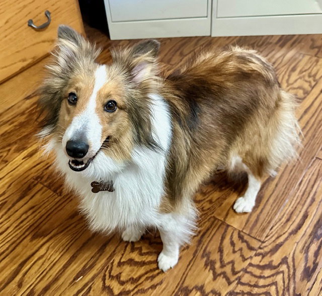 EVE's Web Page | Sheltie Shack Rescue | Missouri