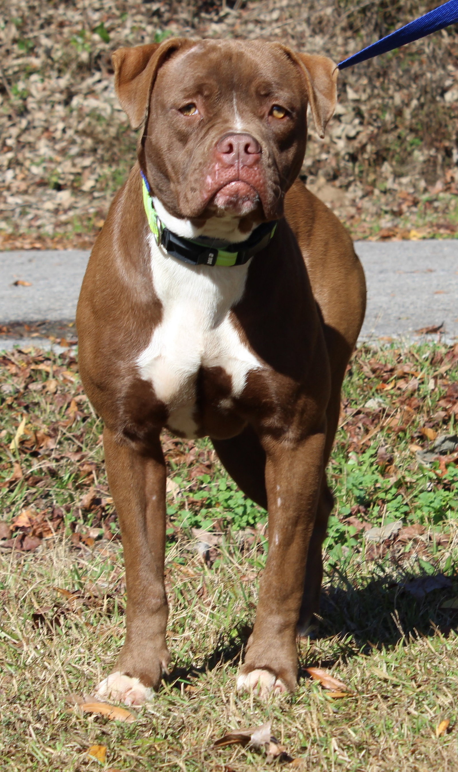 Dog for Adoption - Zelda 36605, a Pit Bull Terrier in Chilton County ...