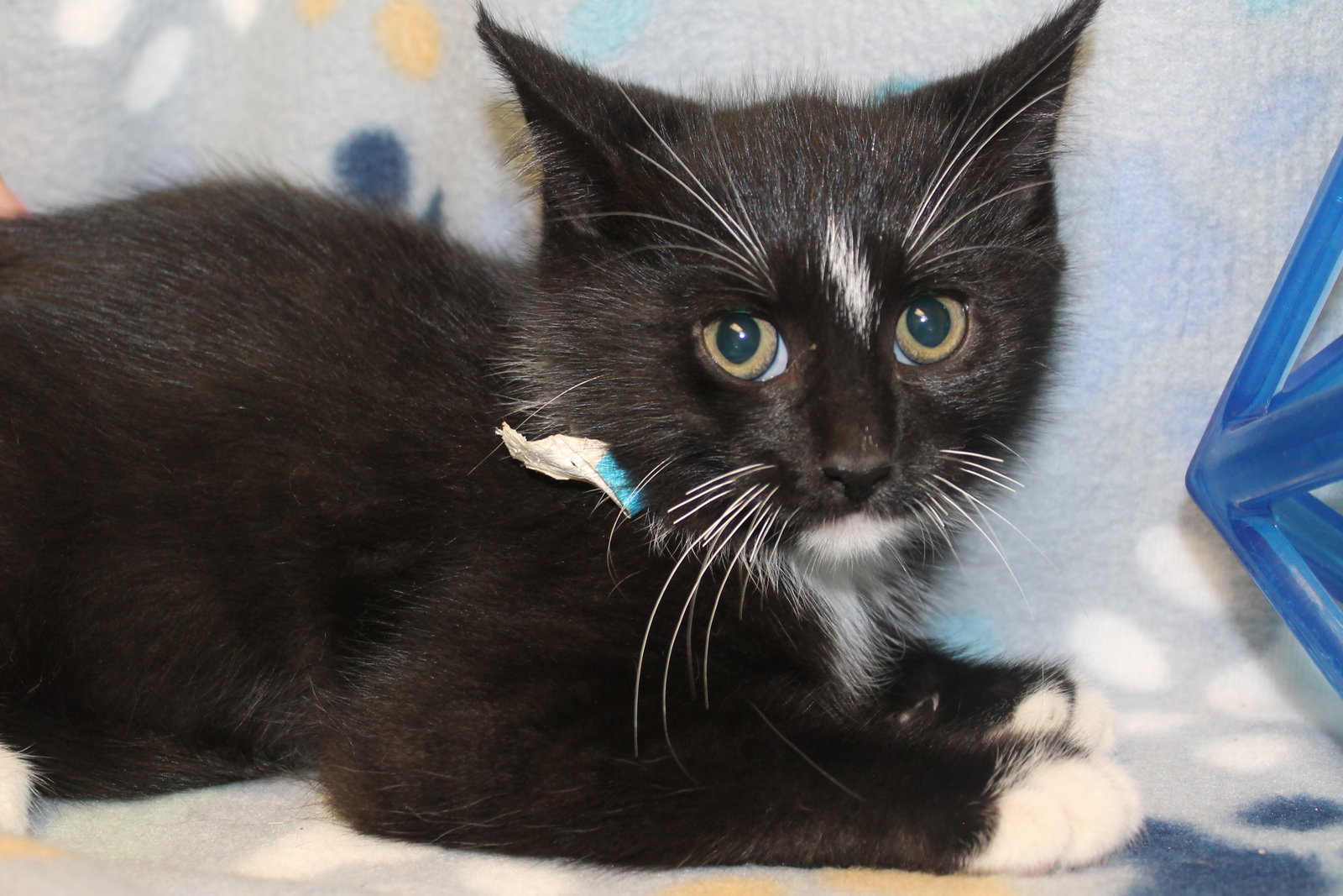 Cats for Adoption in Montgomery County, Alabama | Alpha Paw