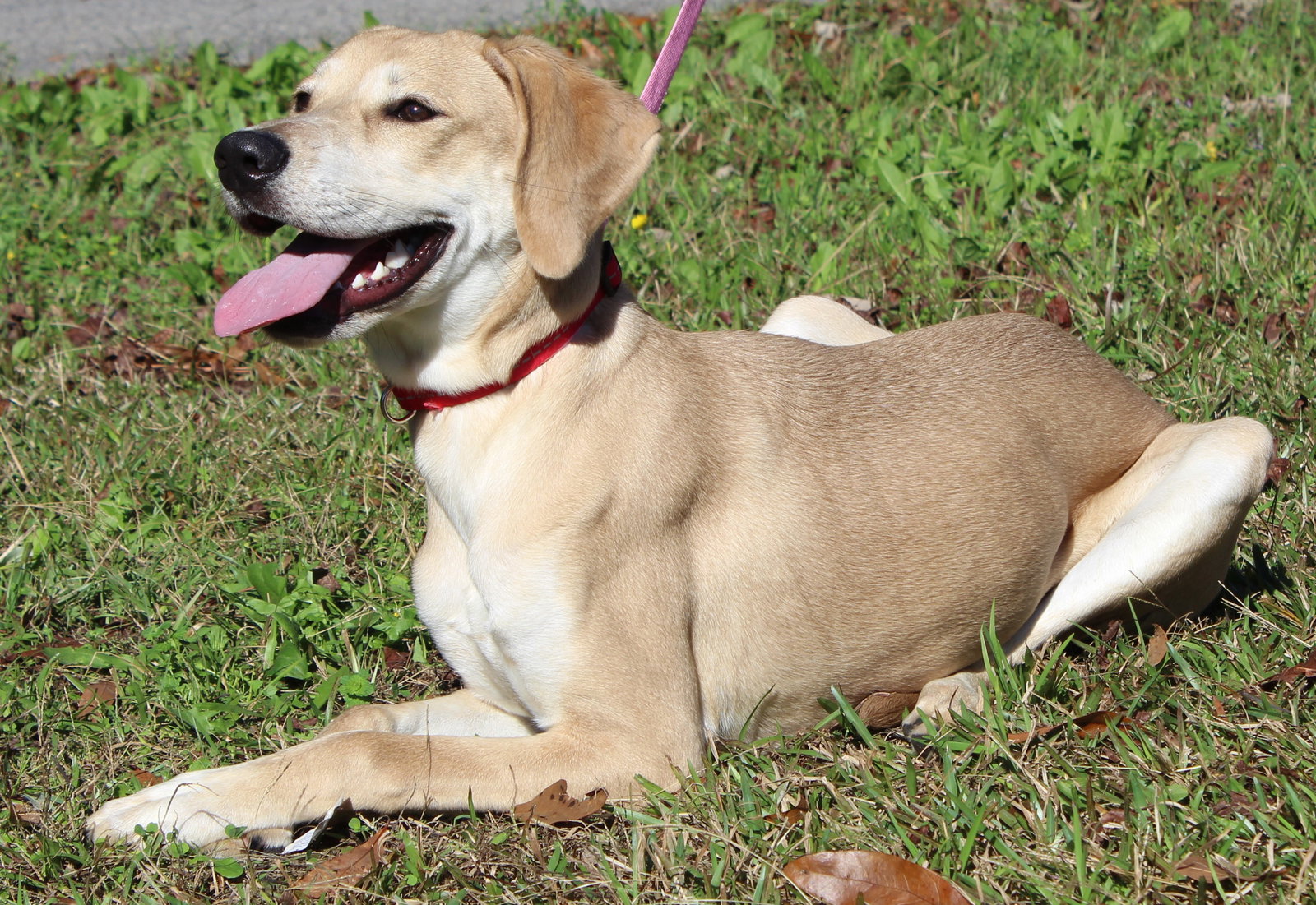 Dog for Adoption - Tilly 36704, a Yellow Labrador Retriever in Wetumpka ...