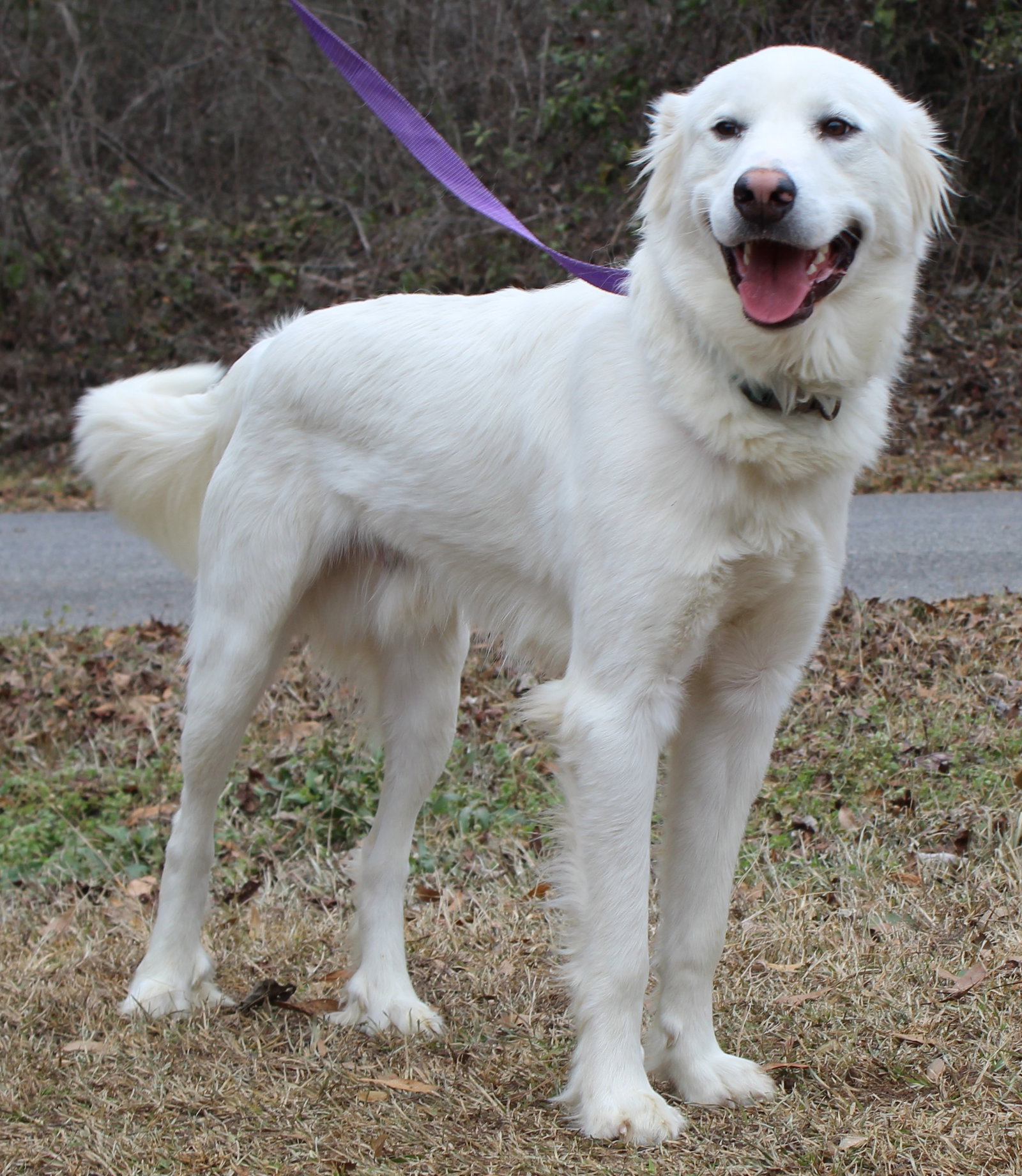 Dog for Adoption - Bruce 36746, a Great Pyrenees in Coosada, AL | Alpha Paw