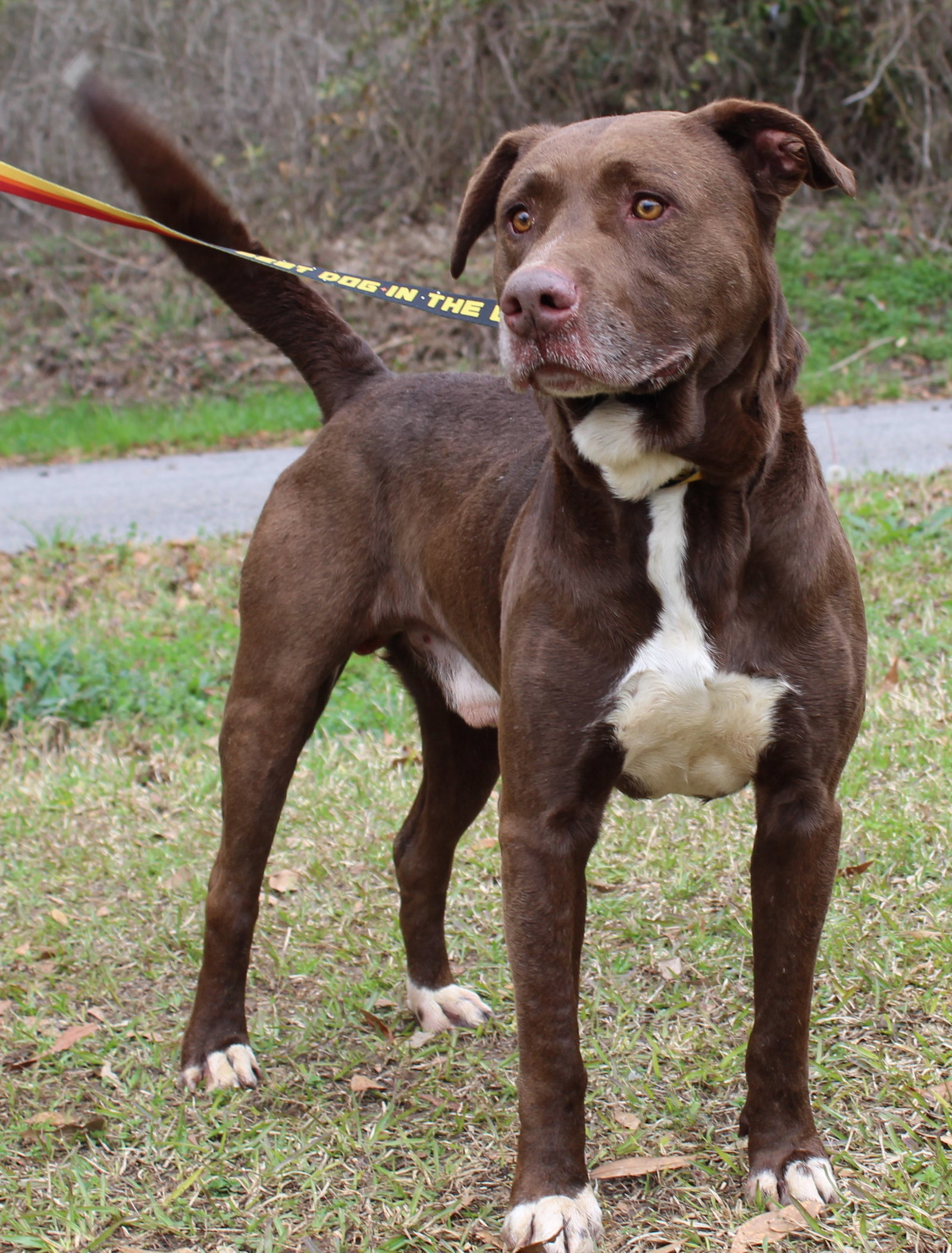 Dog for Adoption - Bentley 36887, a Labrador Retriever in Elmore County ...
