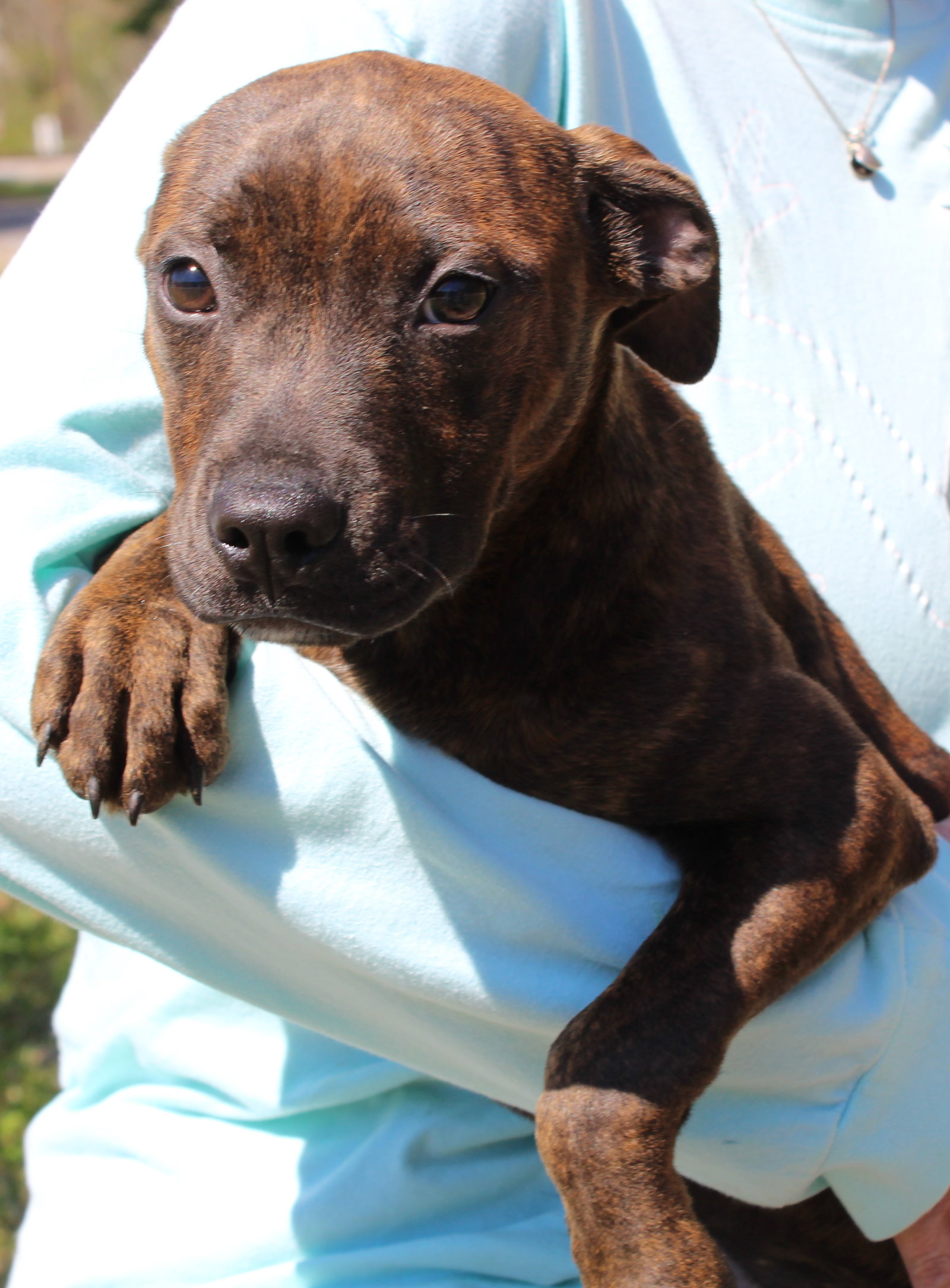 Dog for Adoption - Anna 37038, a American Staffordshire Terrier in ...