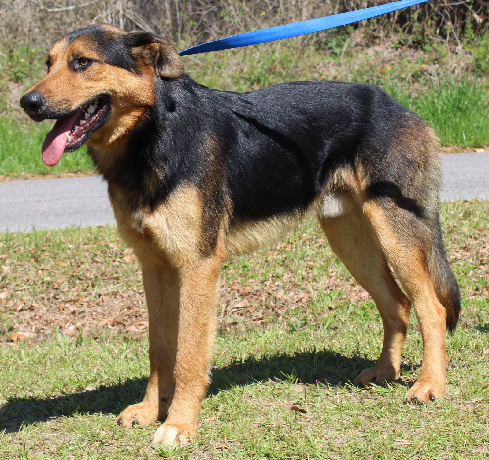 Dog for Adoption - Remi 37043, a German Shepherd Dog in Elmore County ...