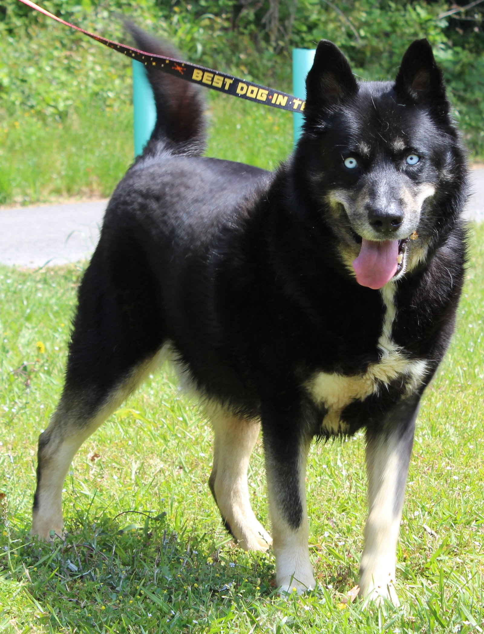 Dog for Adoption - Brodie 37204, a Husky in Bibb County, AL | Alpha Paw