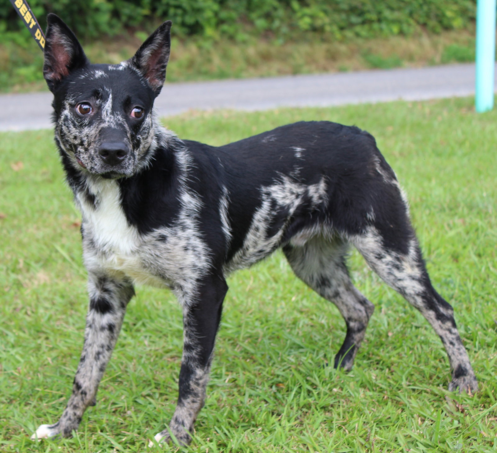 Dog for Adoption - Pate 37339, a Australian Cattle Dog/Blue Heeler in ...