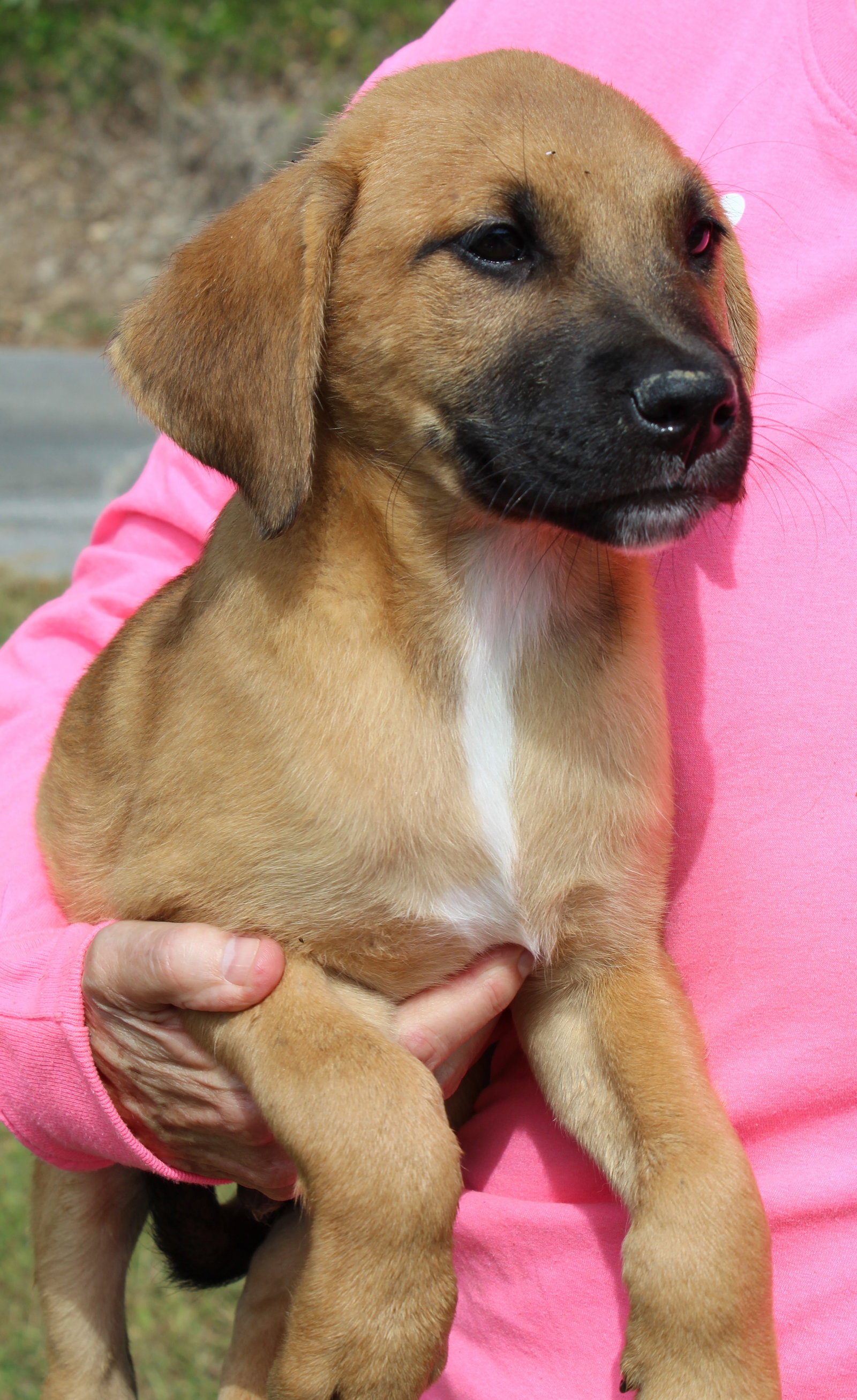 Dog for Adoption - Rover 38390, a Shepherd in Montevallo, AL | Alpha Paw