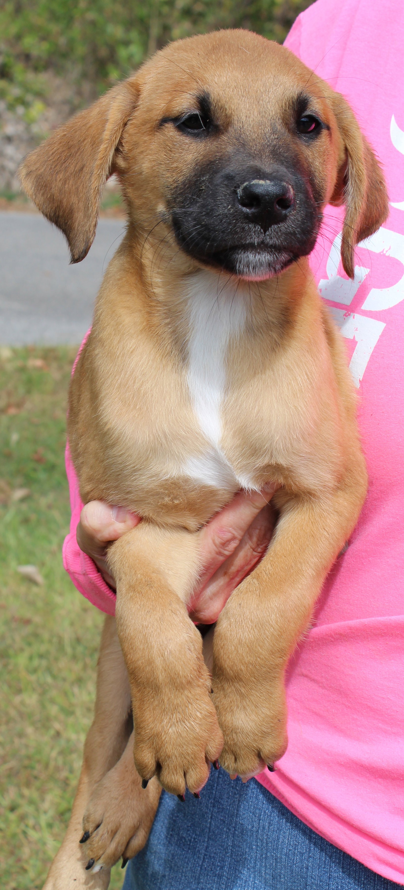 Dog for Adoption - Rover 38390, a Shepherd in Montevallo, AL | Alpha Paw