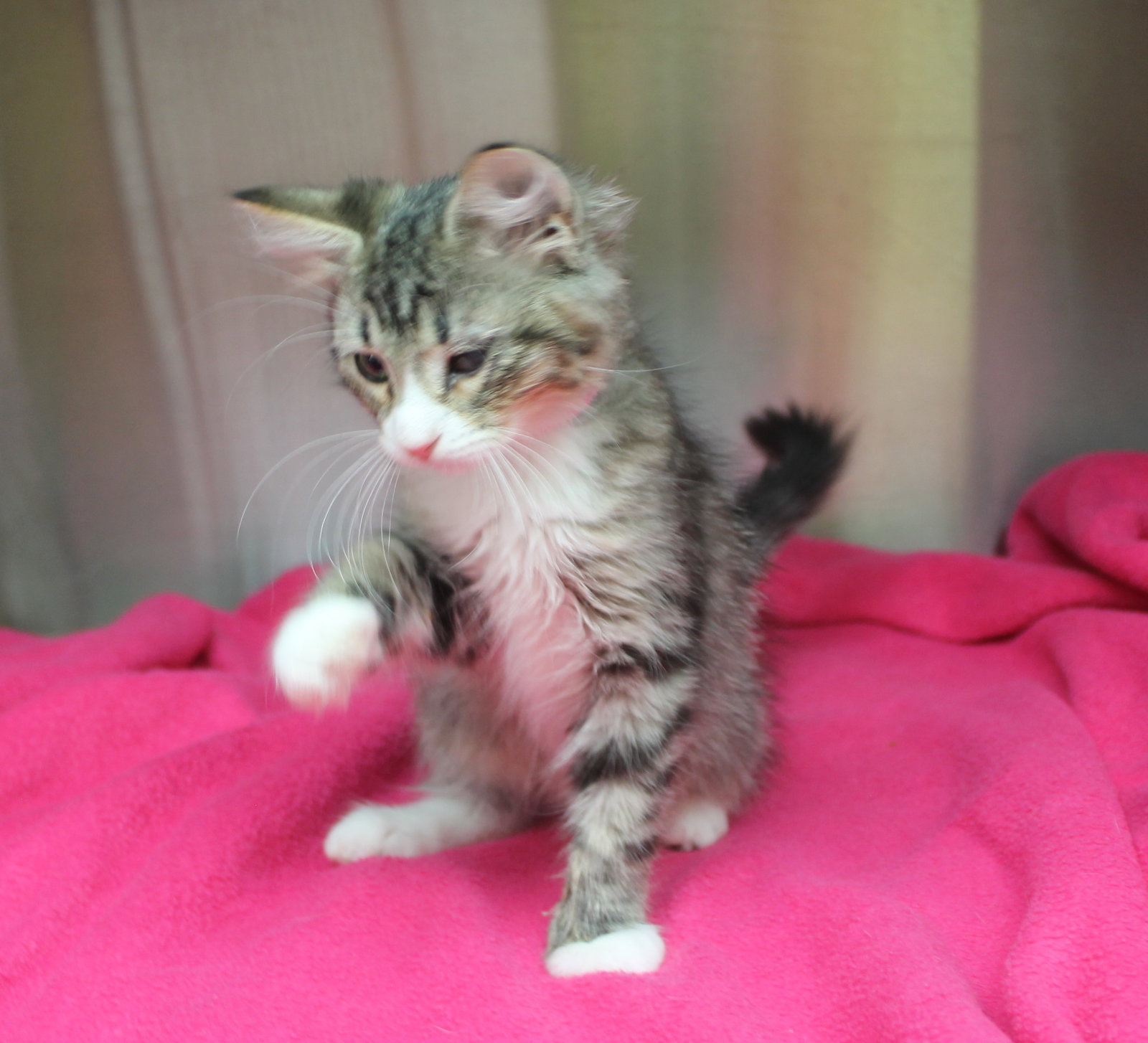 Cat adoption in Prattville, AL 36067: Domestic Medium Hair / Tabby ...