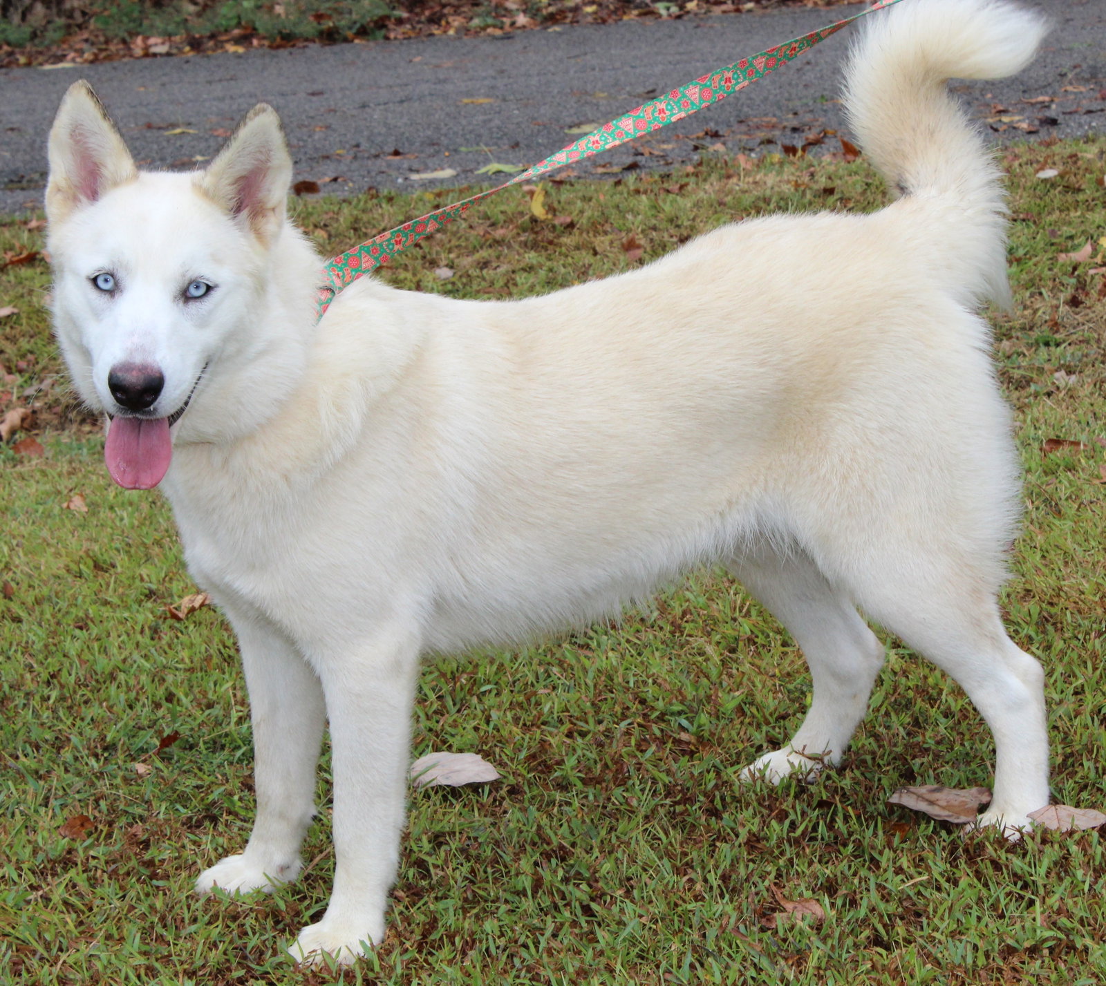Dog for Adoption - Fancy 38399, a Husky in Marion, AL | Alpha Paw