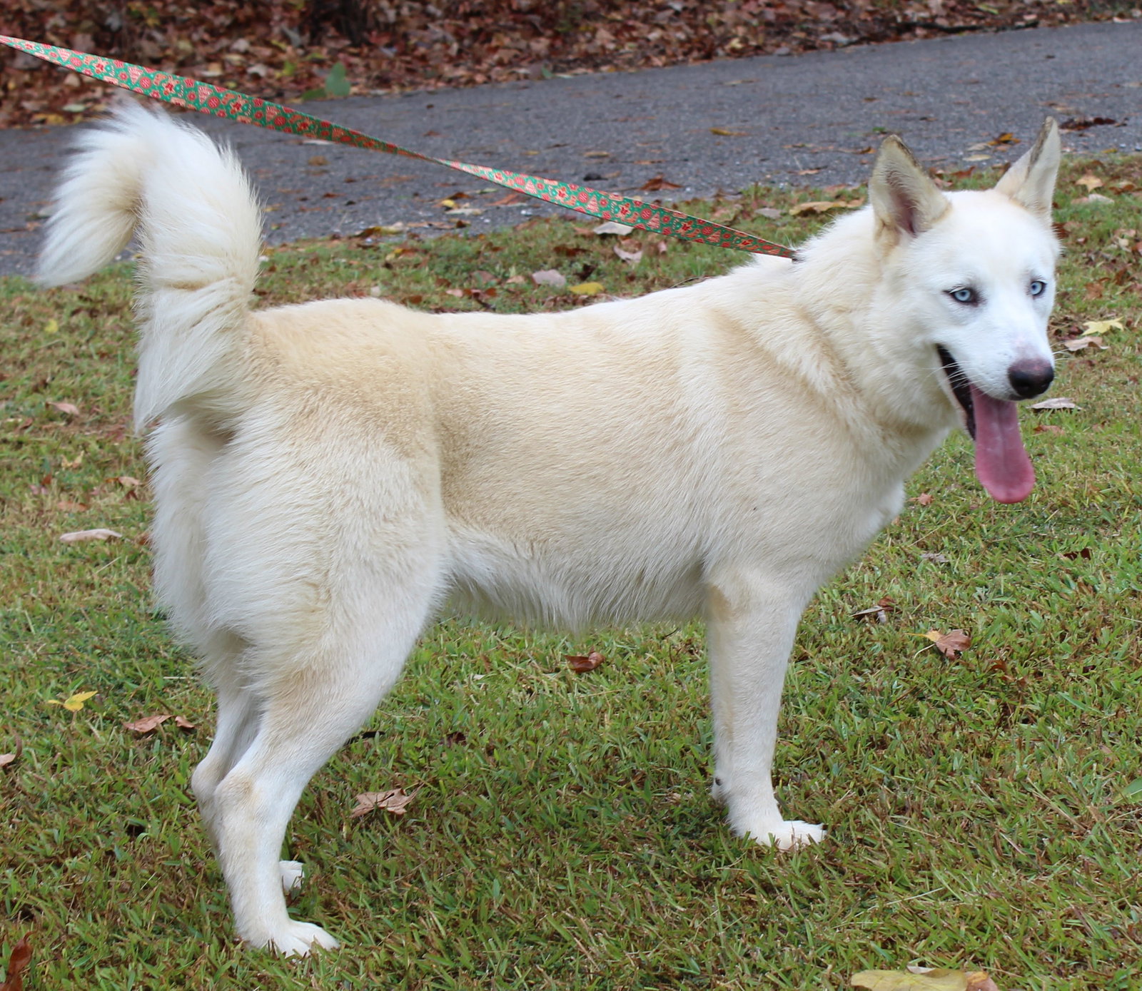 Dog for Adoption - Fancy 38399, a Husky in Marion, AL | Alpha Paw