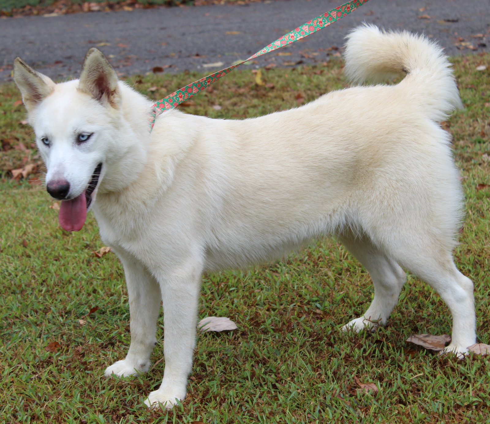 Dog for Adoption - Fancy 38399, a Husky in Marion, AL | Alpha Paw
