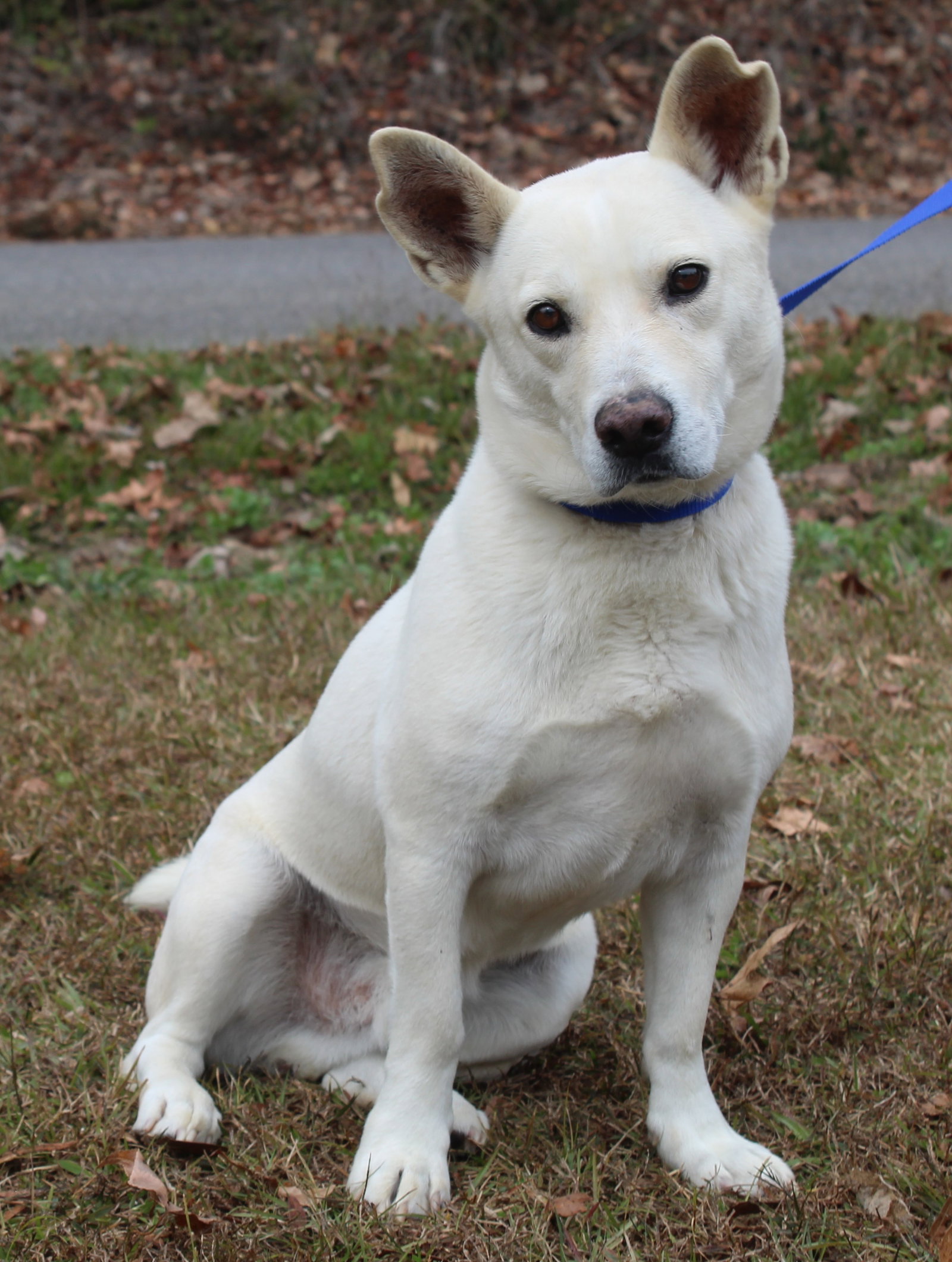 Dog adoption in Prattville, AL 36067: Basset Hound / Shepherd / Mixed ...