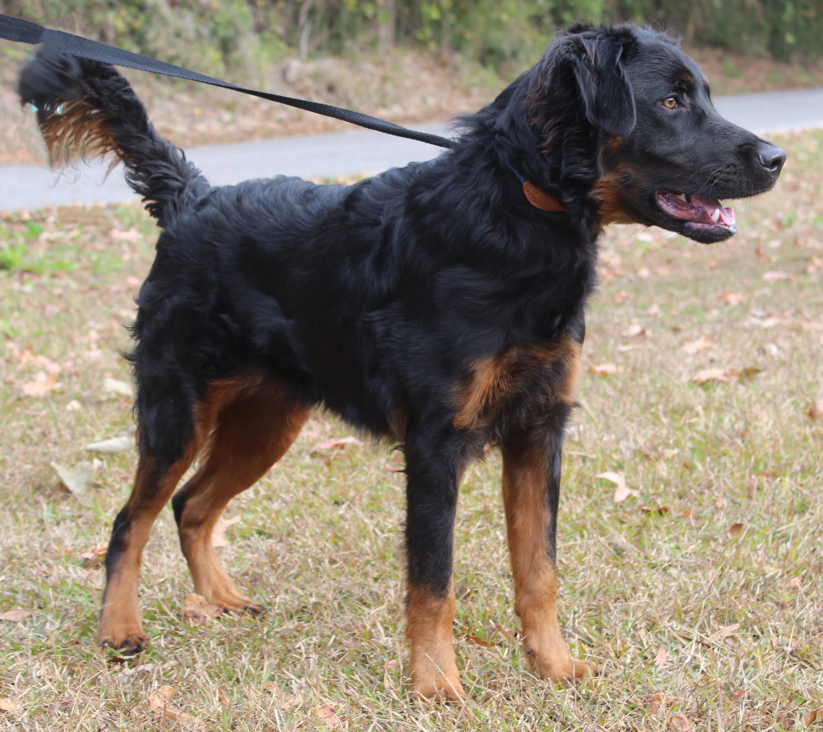 Dog for Adoption - George 38842, a Gordon Setter in Autauga County, AL ...