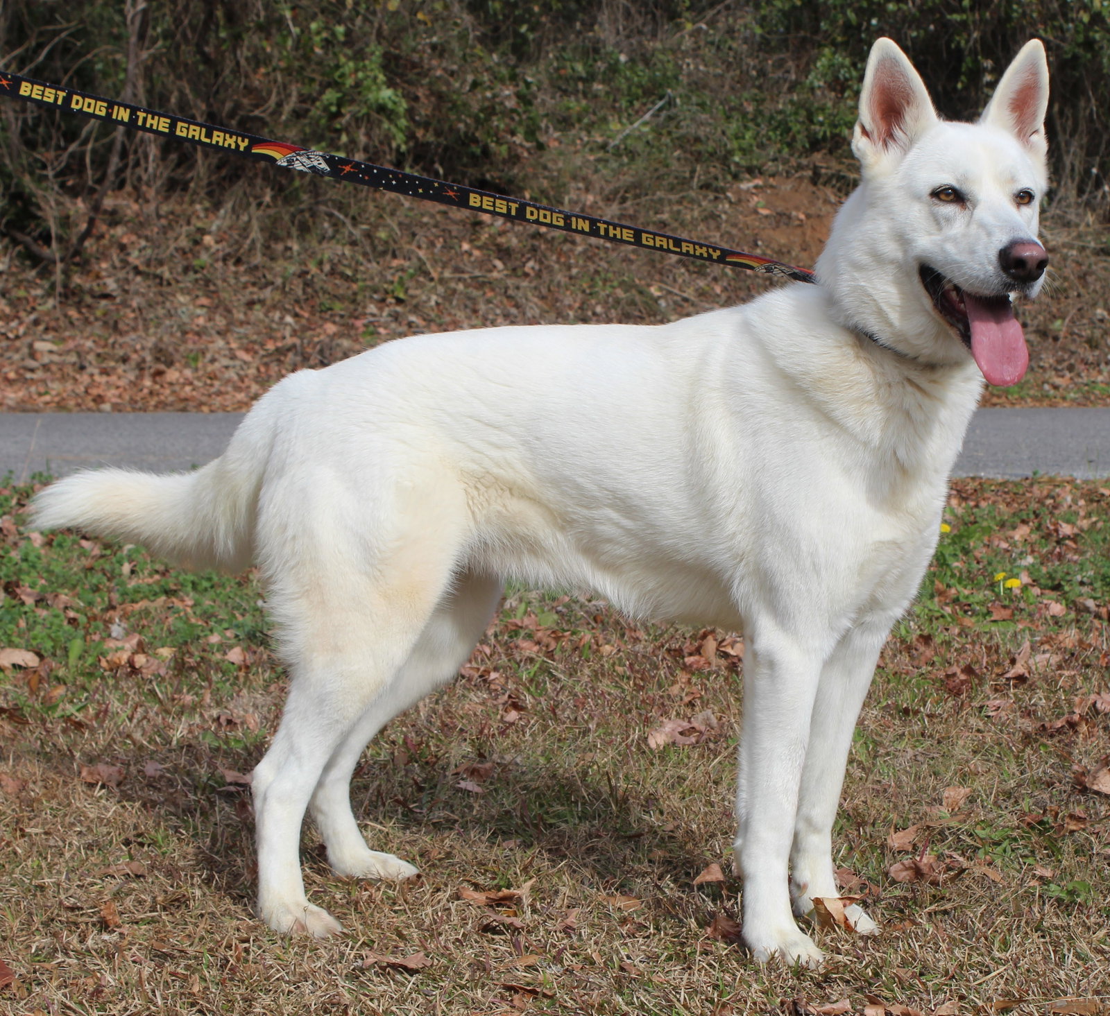 Dog for Adoption - Azena 38918, a German Shepherd Dog in Blue Ridge, AL ...
