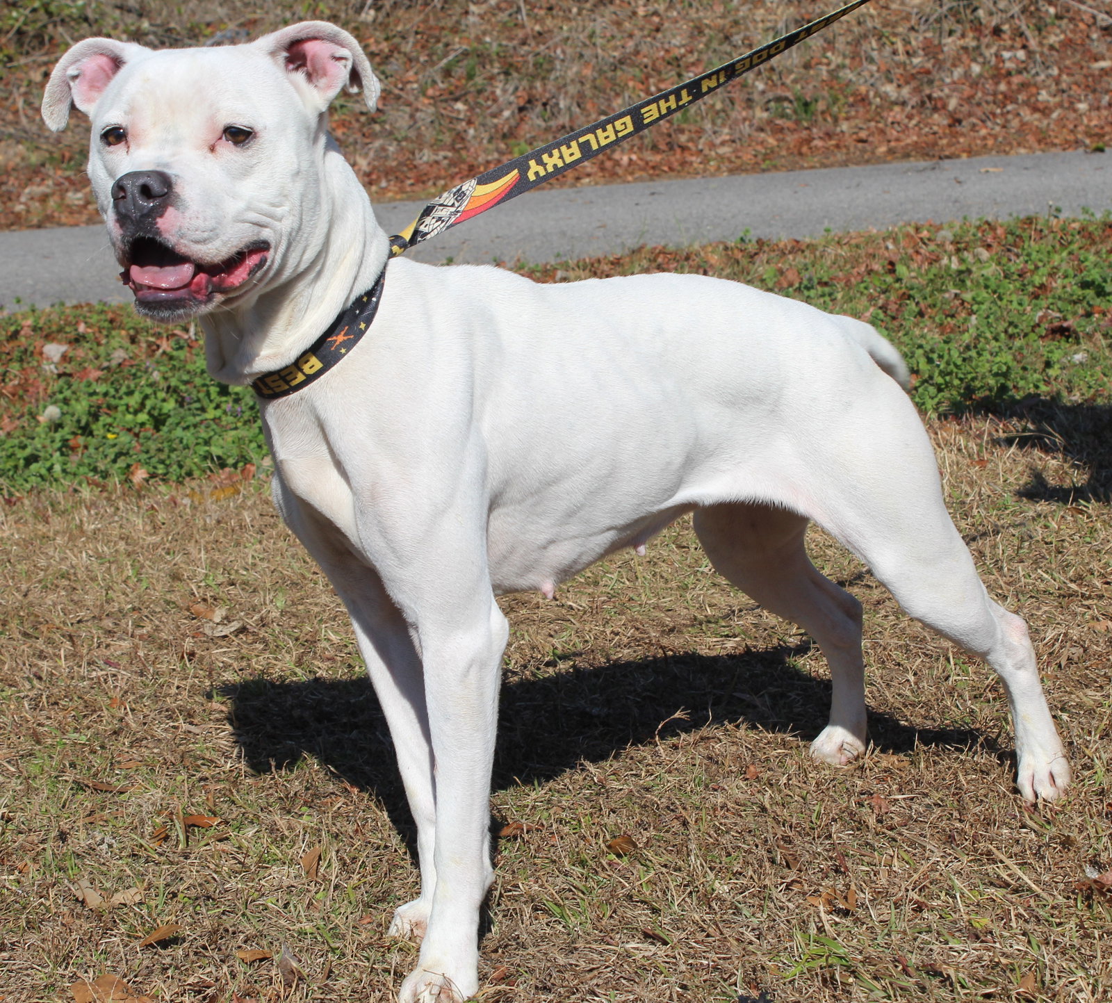 Dog for Adoption - Nala 38989, a Boxer in Sylacauga, AL | Alpha Paw