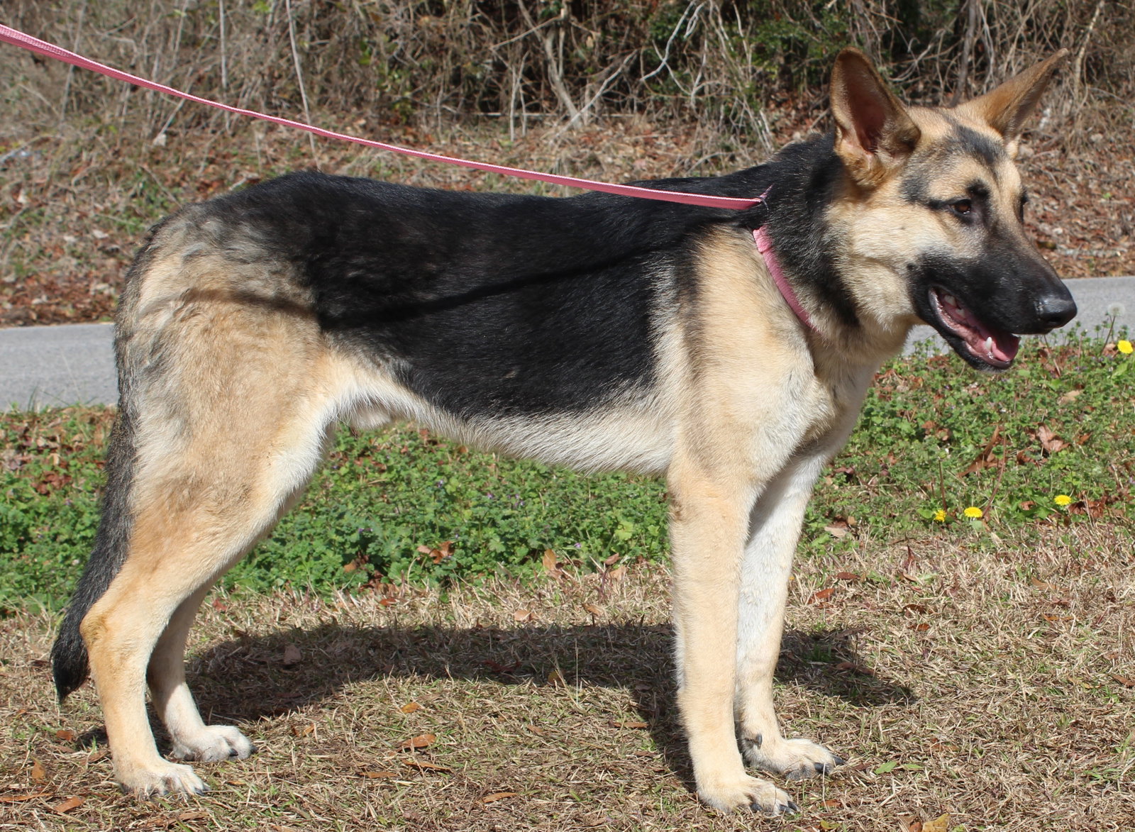 Dog for Adoption - Deommodore 39036, a German Shepherd Dog in Autauga ...
