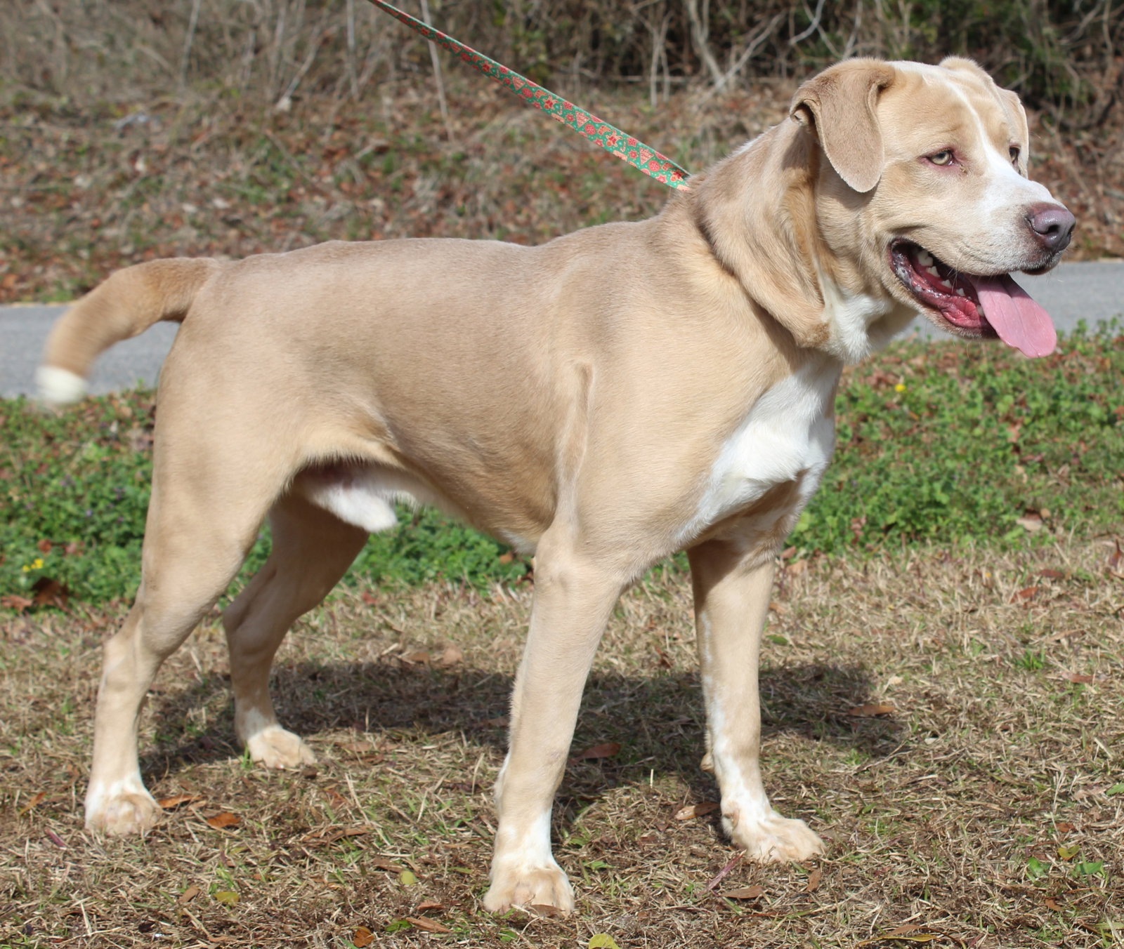 Dog for Adoption - Tank 38948, a Labrador Retriever in Rockford, AL ...