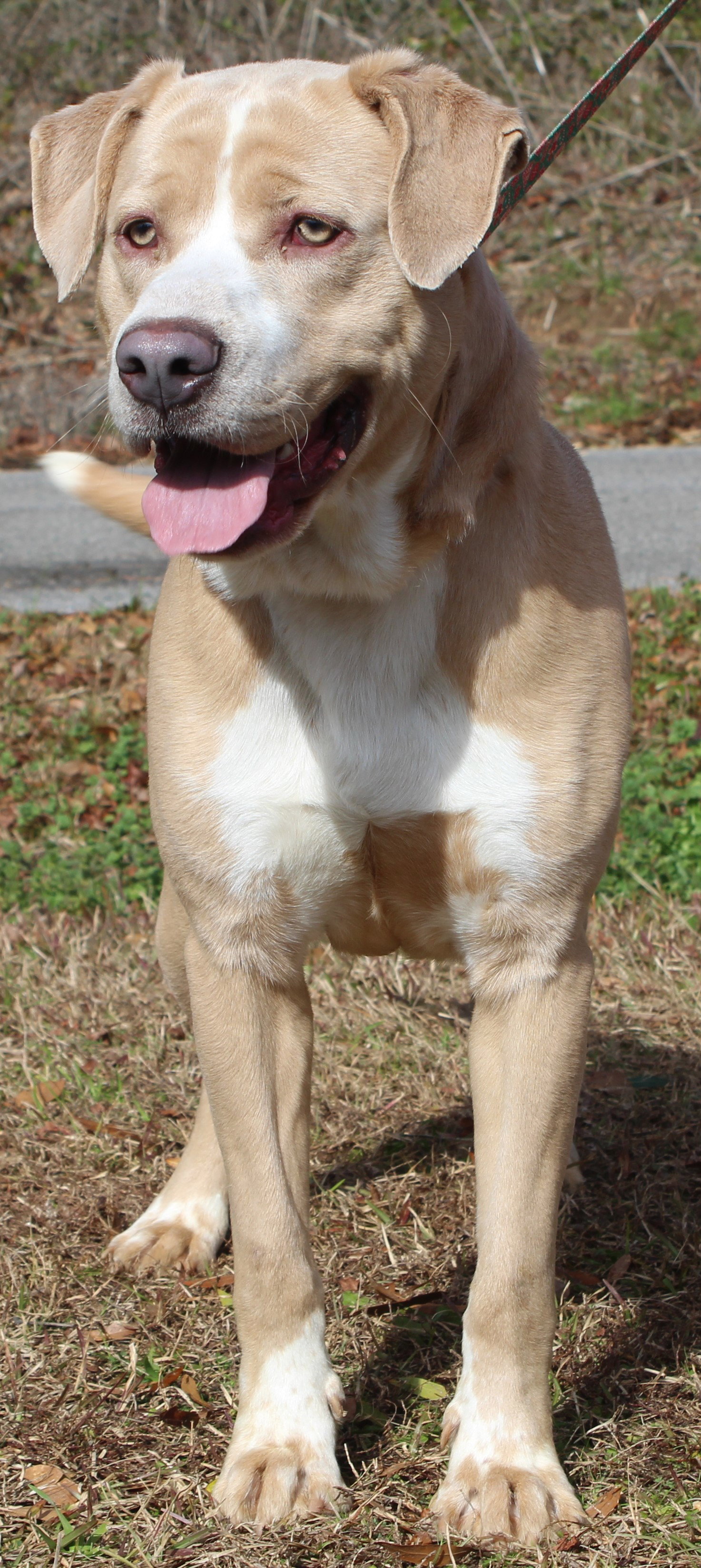 Dog for Adoption - Tank 38948, a Labrador Retriever in Rockford, AL ...