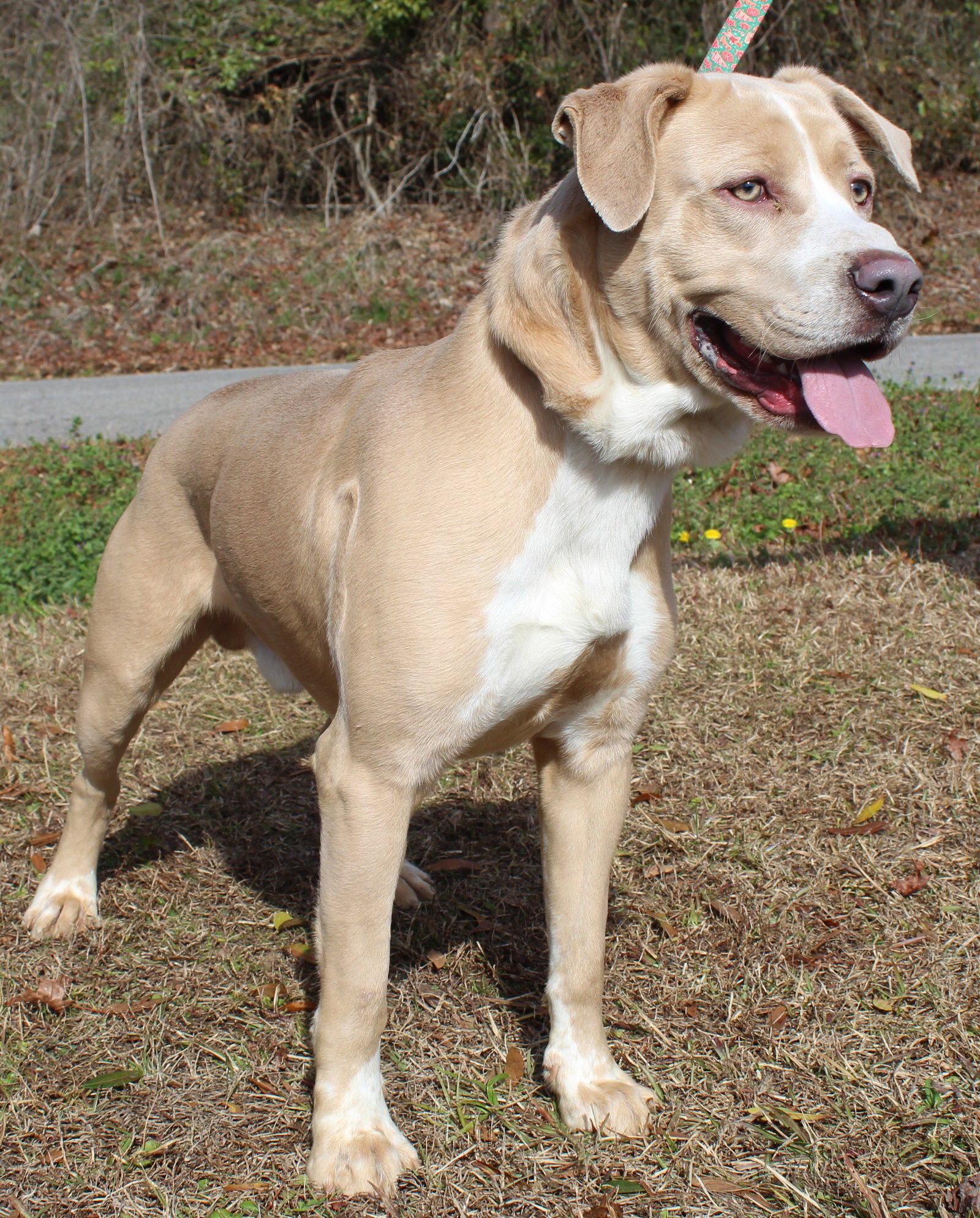 Dog for Adoption - Tank 38948, a Labrador Retriever in Rockford, AL ...