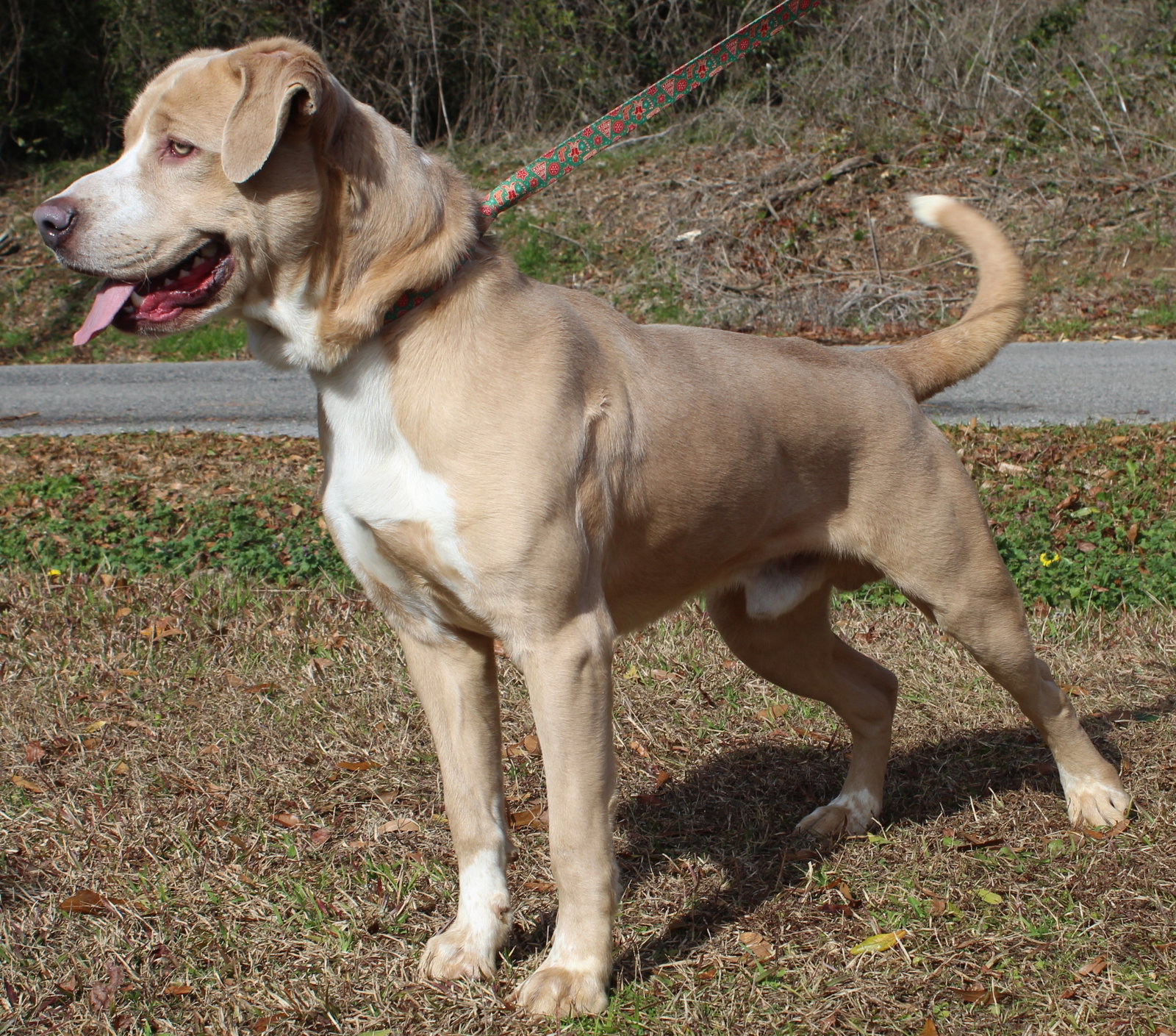 Dog for Adoption - Tank 38948, a Labrador Retriever in Rockford, AL ...