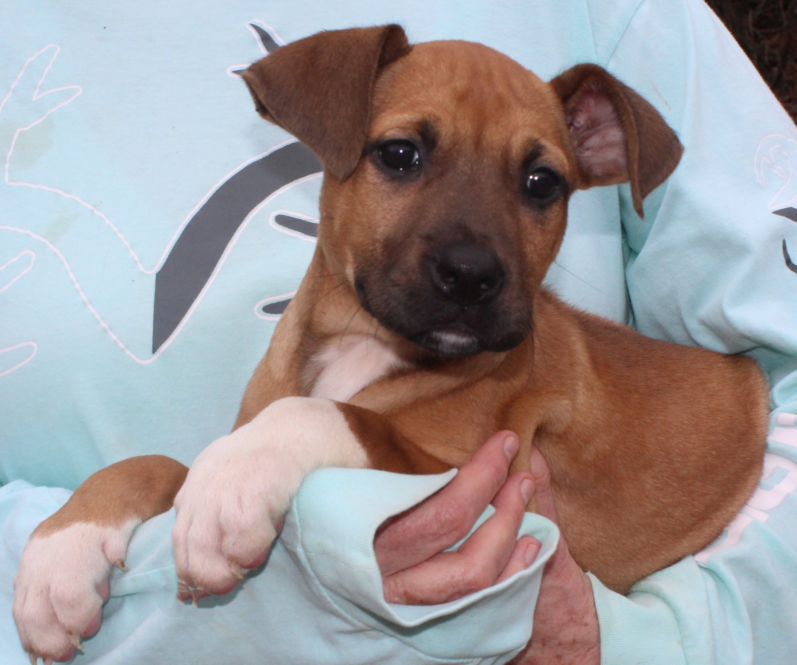 Dog for Adoption - Aqua 39047, a Boxer in Rockford, AL | Alpha Paw