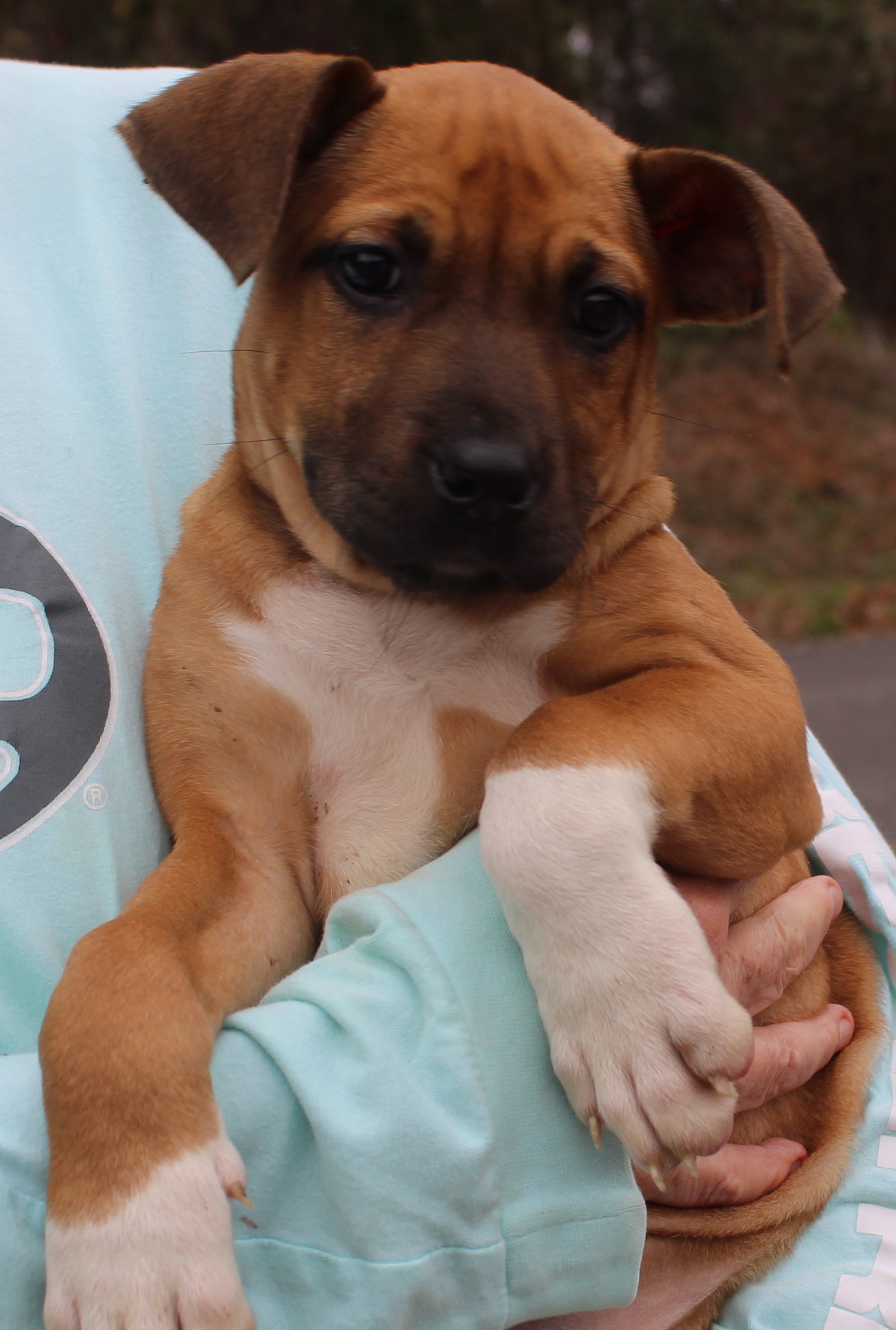 Dog for Adoption - Aqua 39047, a Boxer in Rockford, AL | Alpha Paw